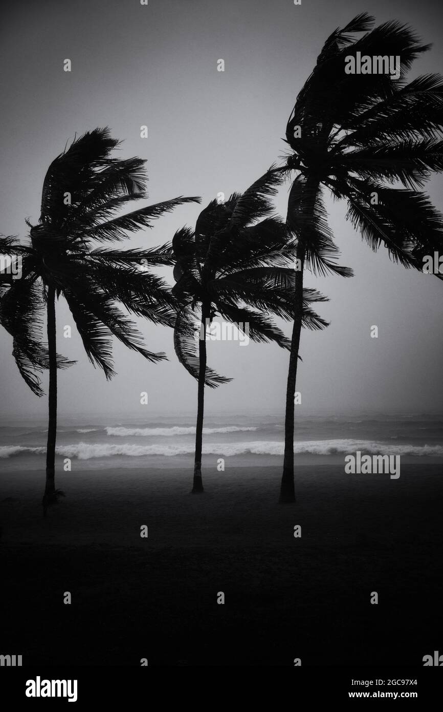 Palm trees and strong wind Stock Photo - Alamy