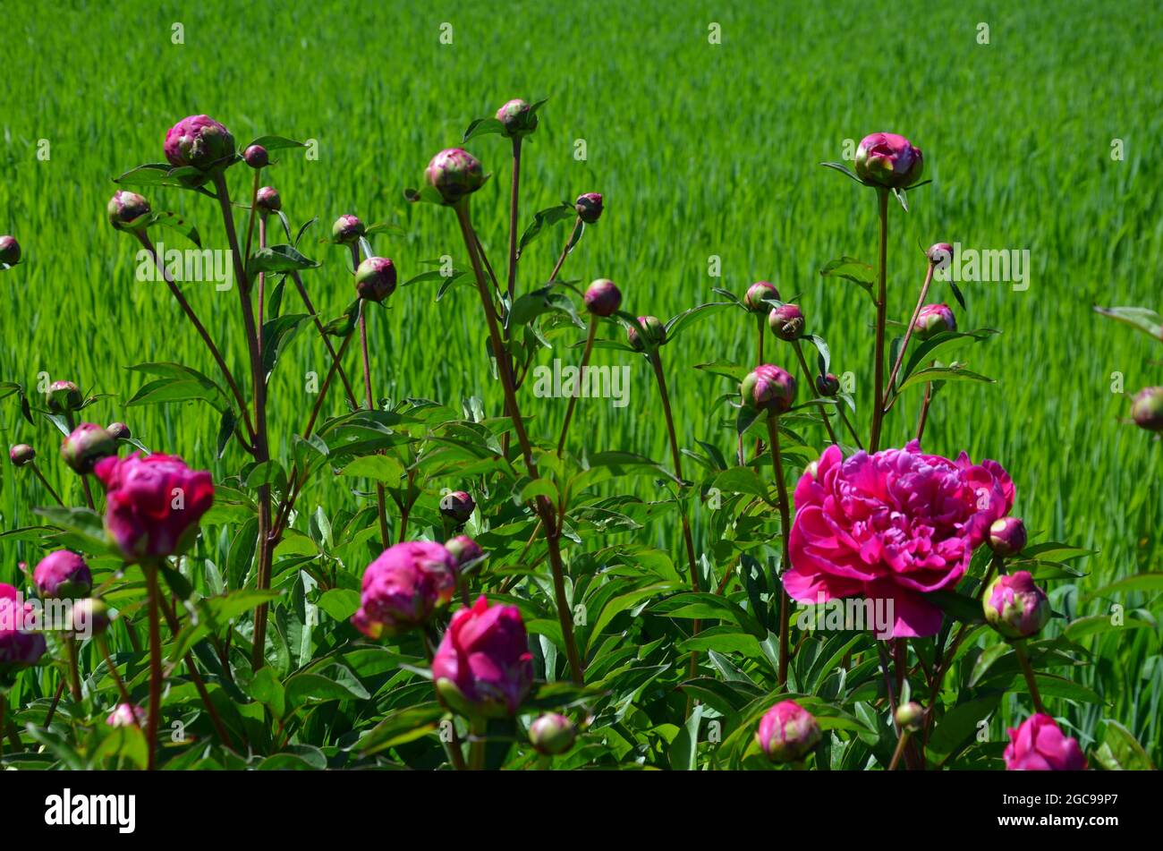 dark pink peonies on a green background, pink peonies Stock Photo - Alamy