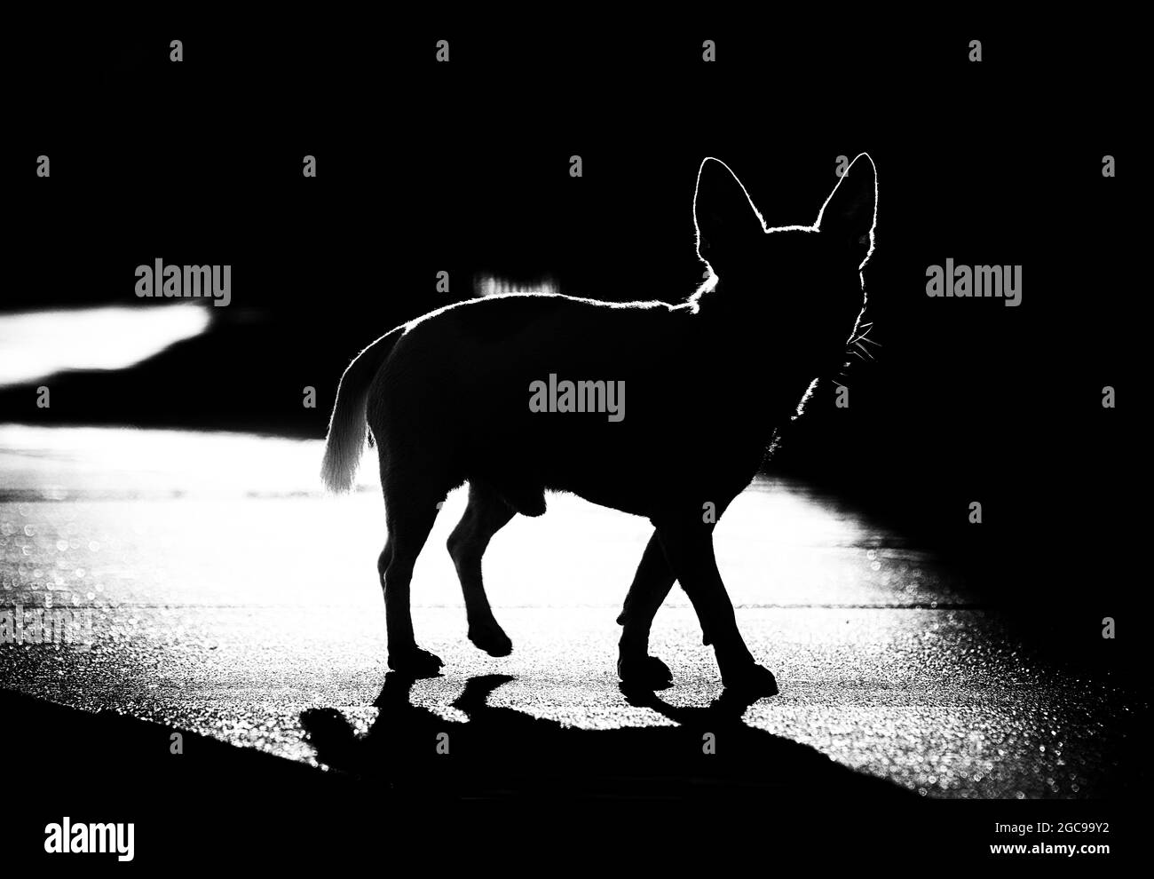 Small dog shadow hi-res stock photography and images - Alamy