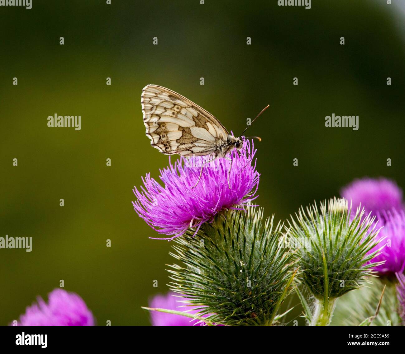 English thistle hi-res stock photography and images - Alamy