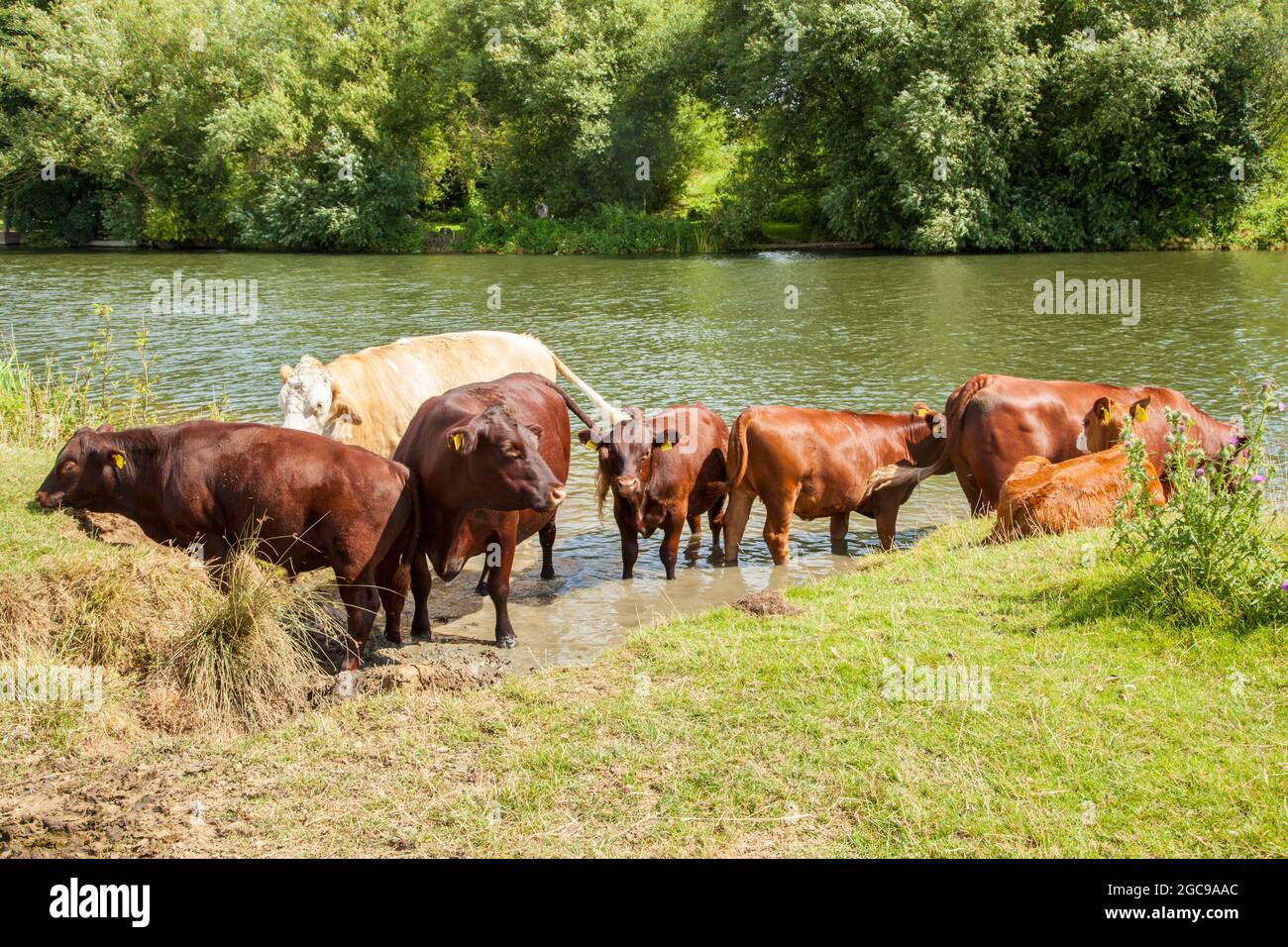 Cattle cows in the river Thames near Clifton Hampton Oxfordshire ...