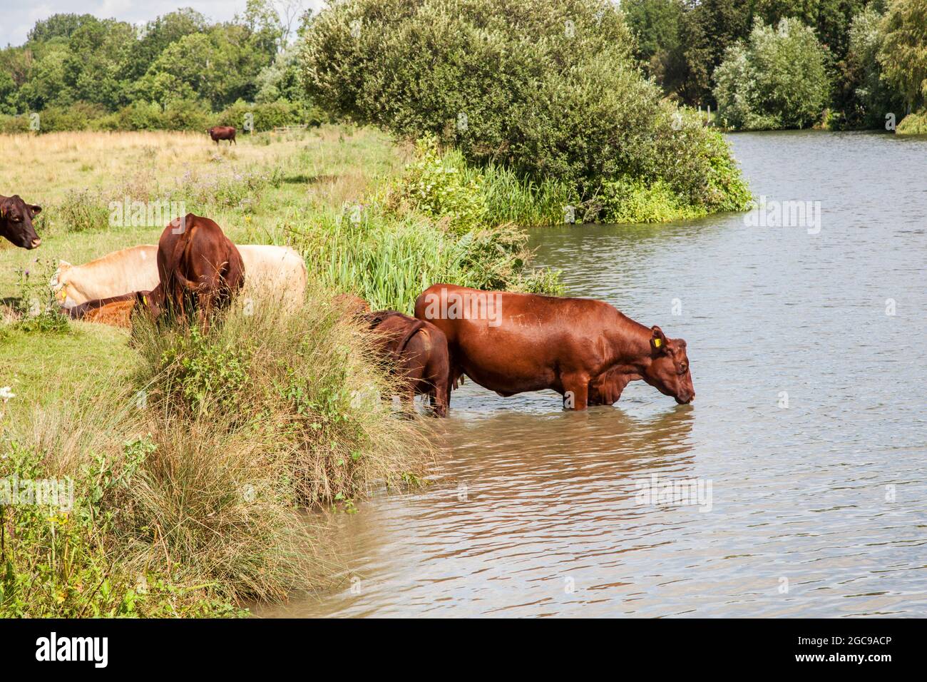 Cattle cows in the river Thames near Clifton Hampton Oxfordshire ...