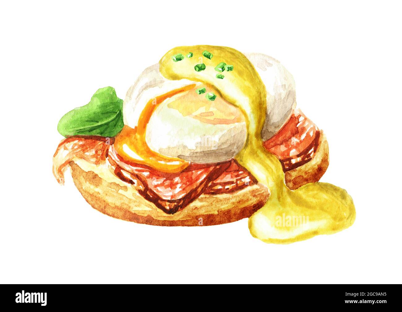 Eggs Benedict. Toasted bread or toast, ham or bacon, poached egg ...