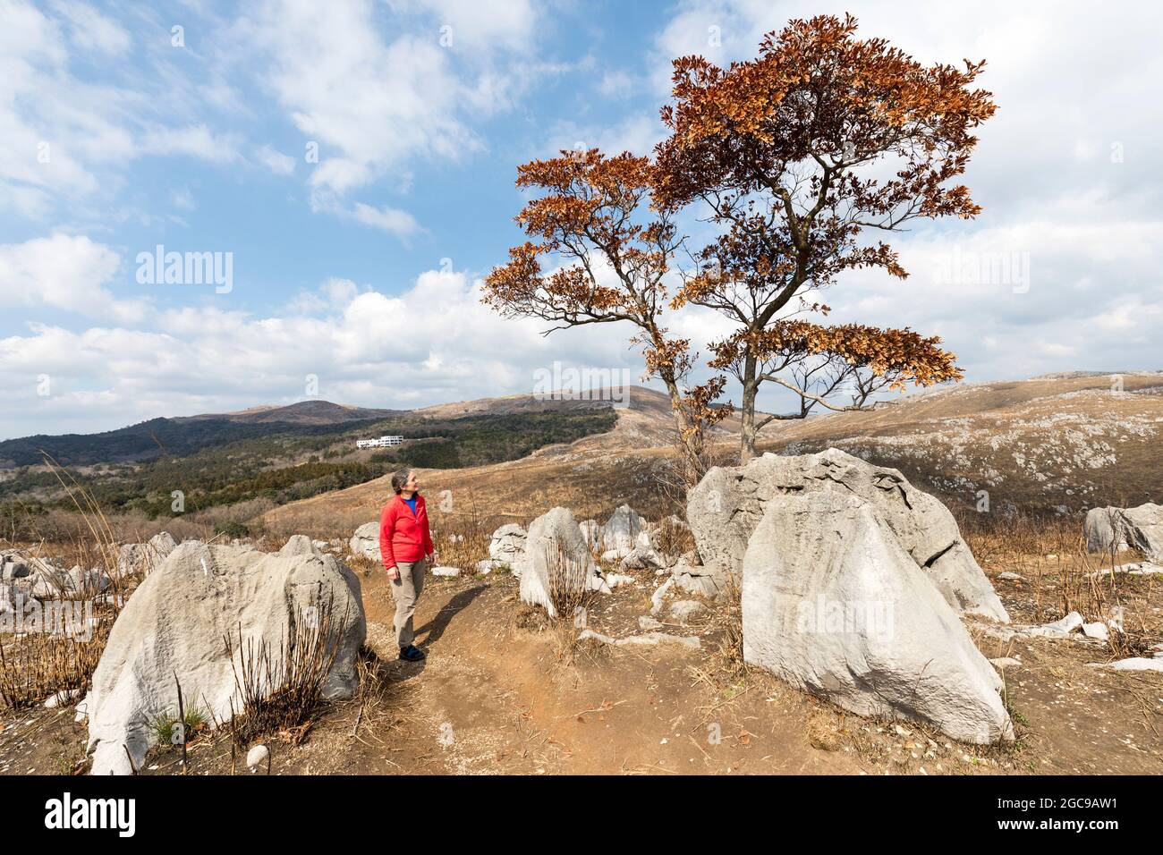 Karst landscape with person looking at a tree amongst limestone rocks ...