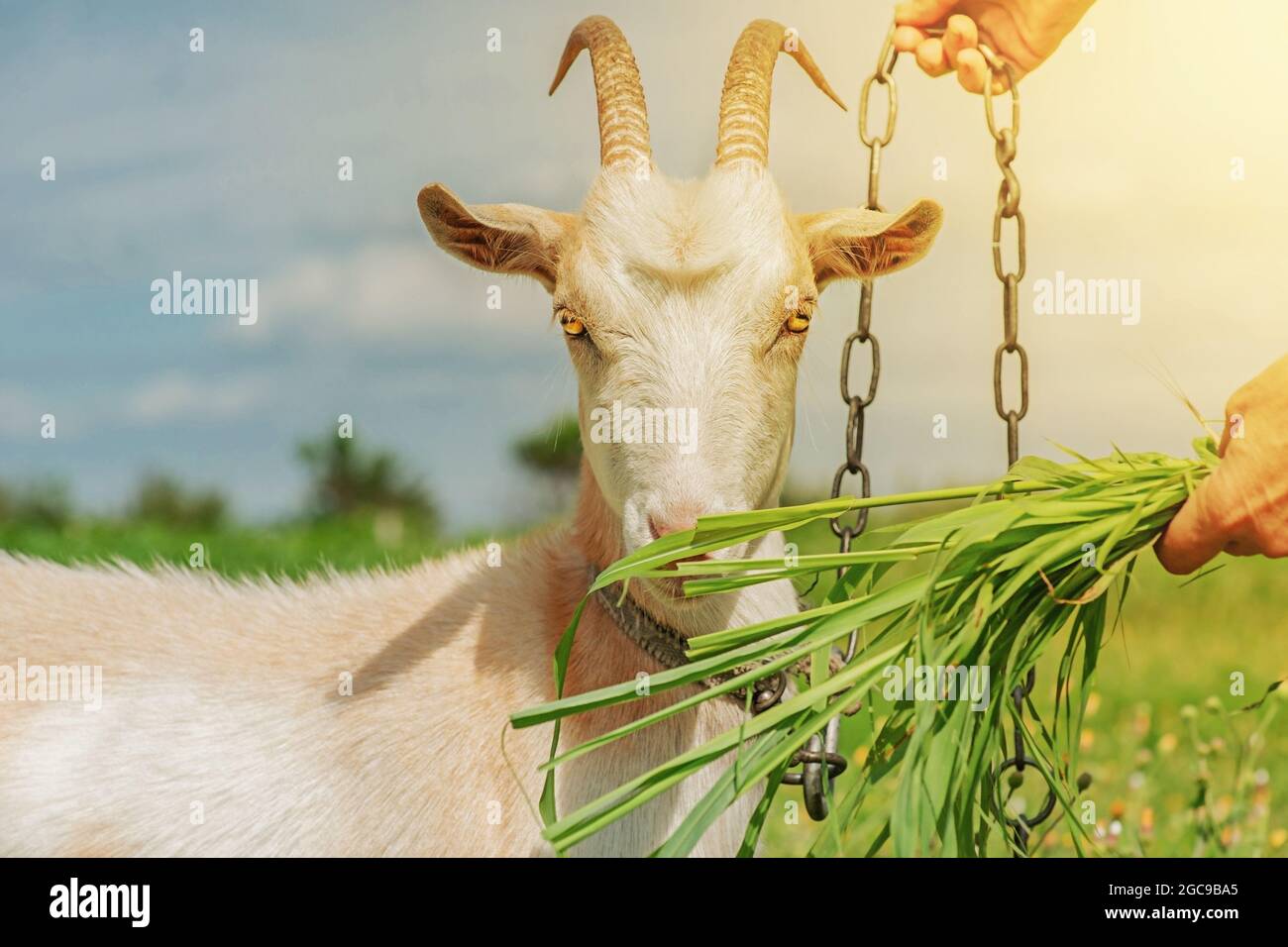 A woman hand with grass feed and give grass to a young goat. Livestock ...