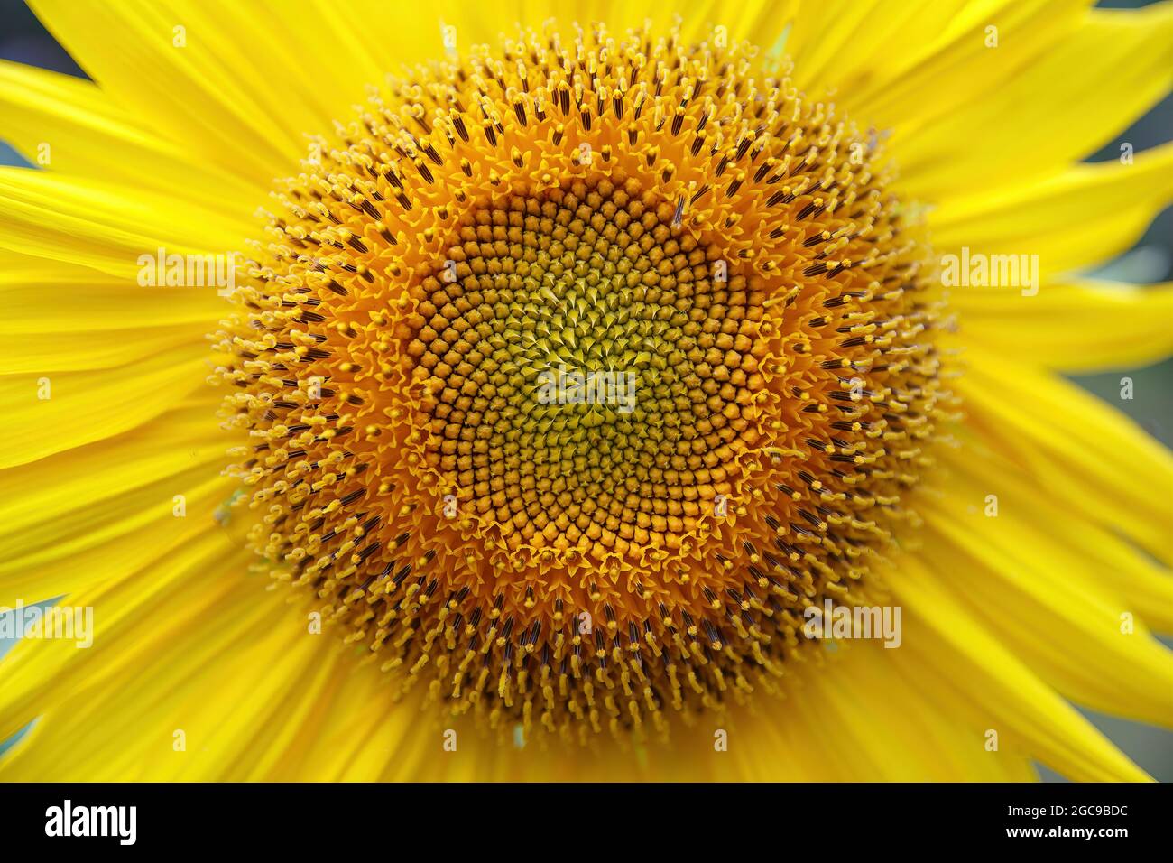 Sunflower garden full sunshine hi-res stock photography and images - Alamy
