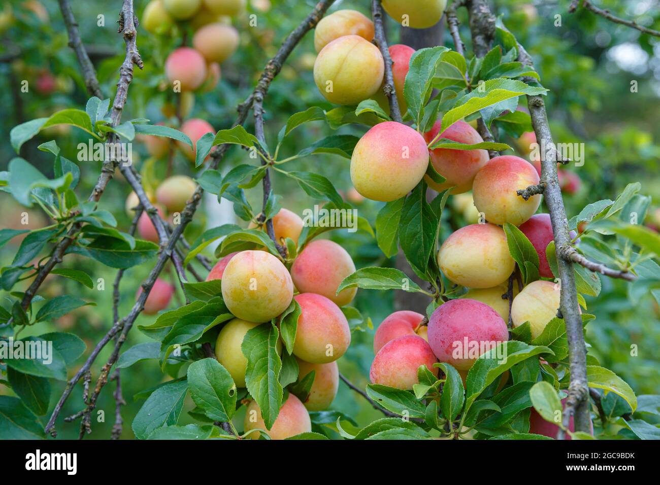 Purple yellow and red fruit hi-res stock photography and images - Alamy