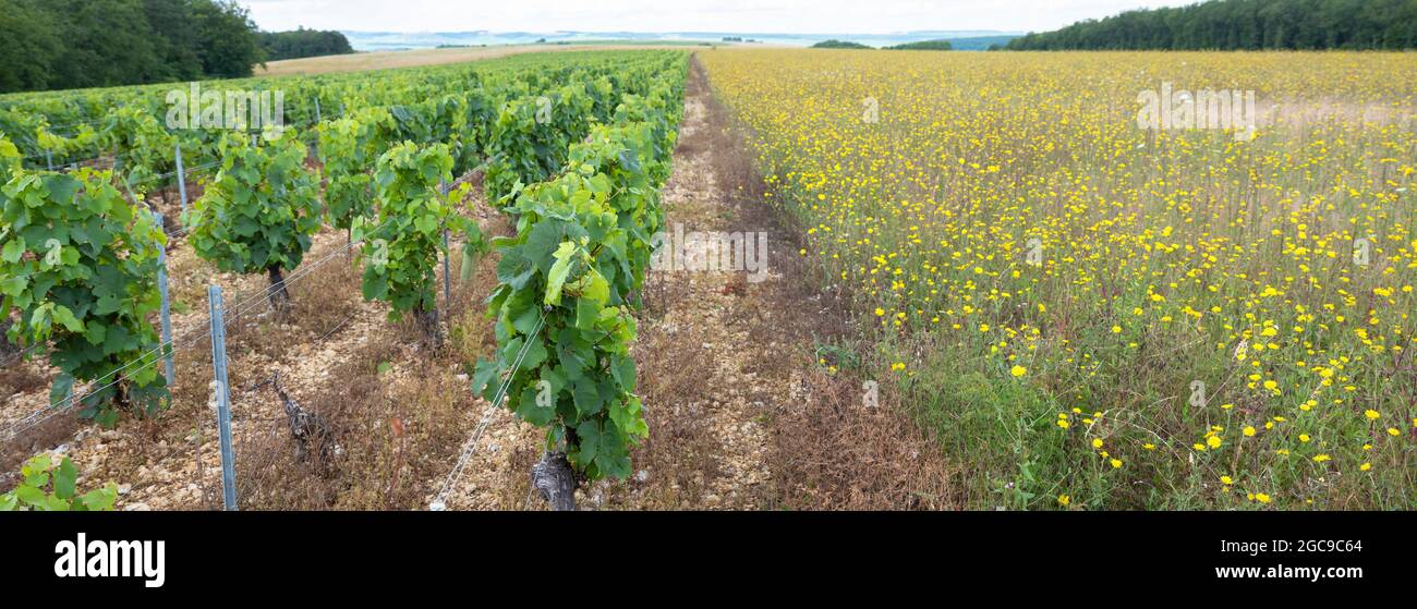 Bourgogne vineyard hi-res stock photography and images - Alamy