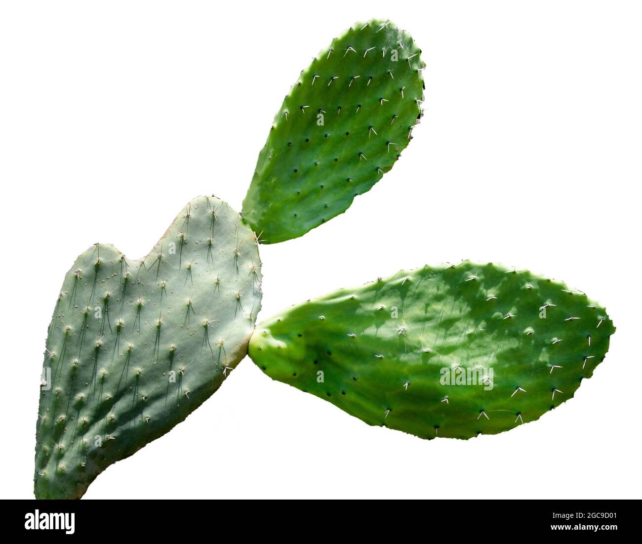 Cactus isolated on white background Stock Photo - Alamy