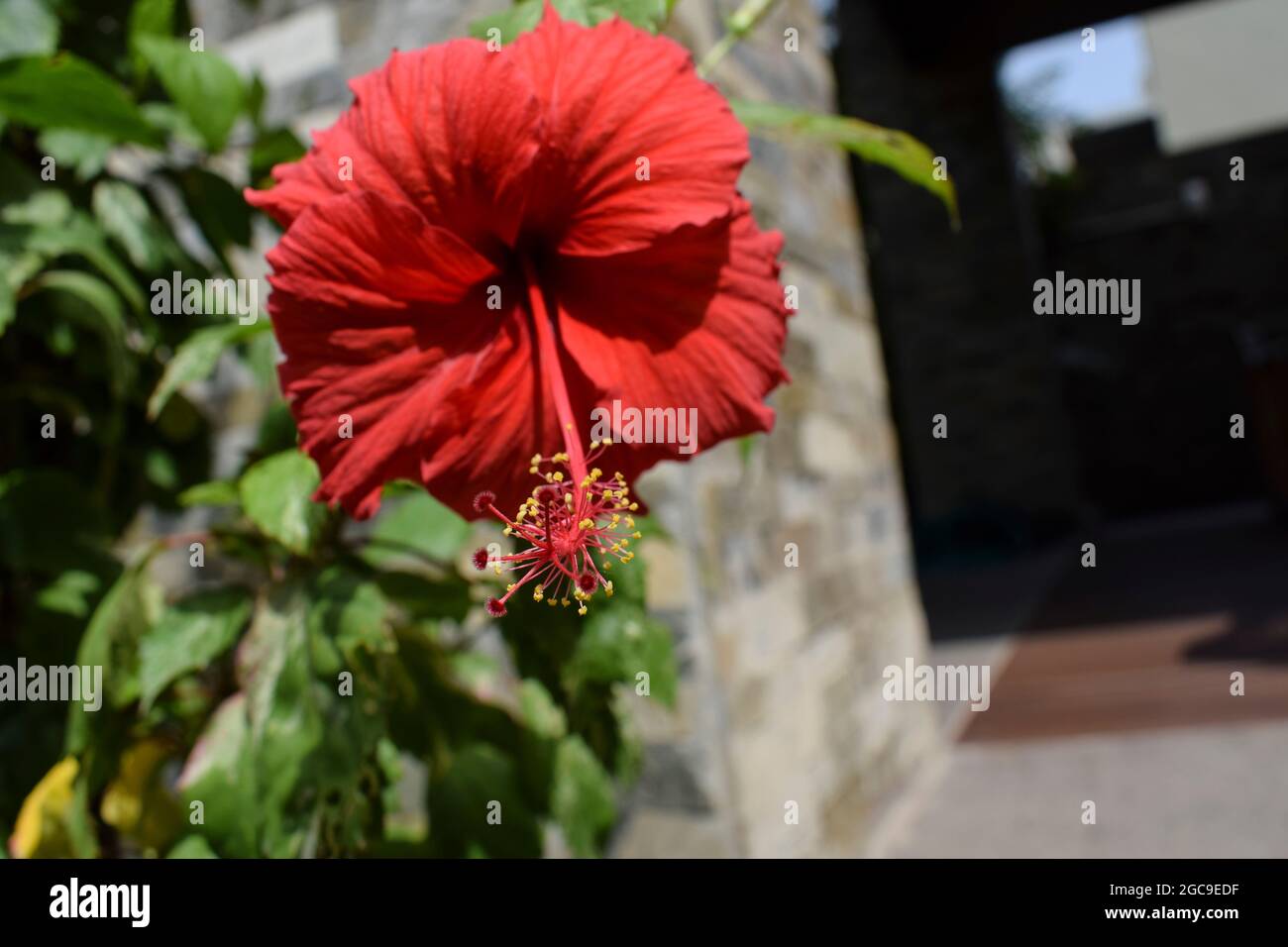Hibiscus flower also known as Shoeflower plant in house garden. Bright ...