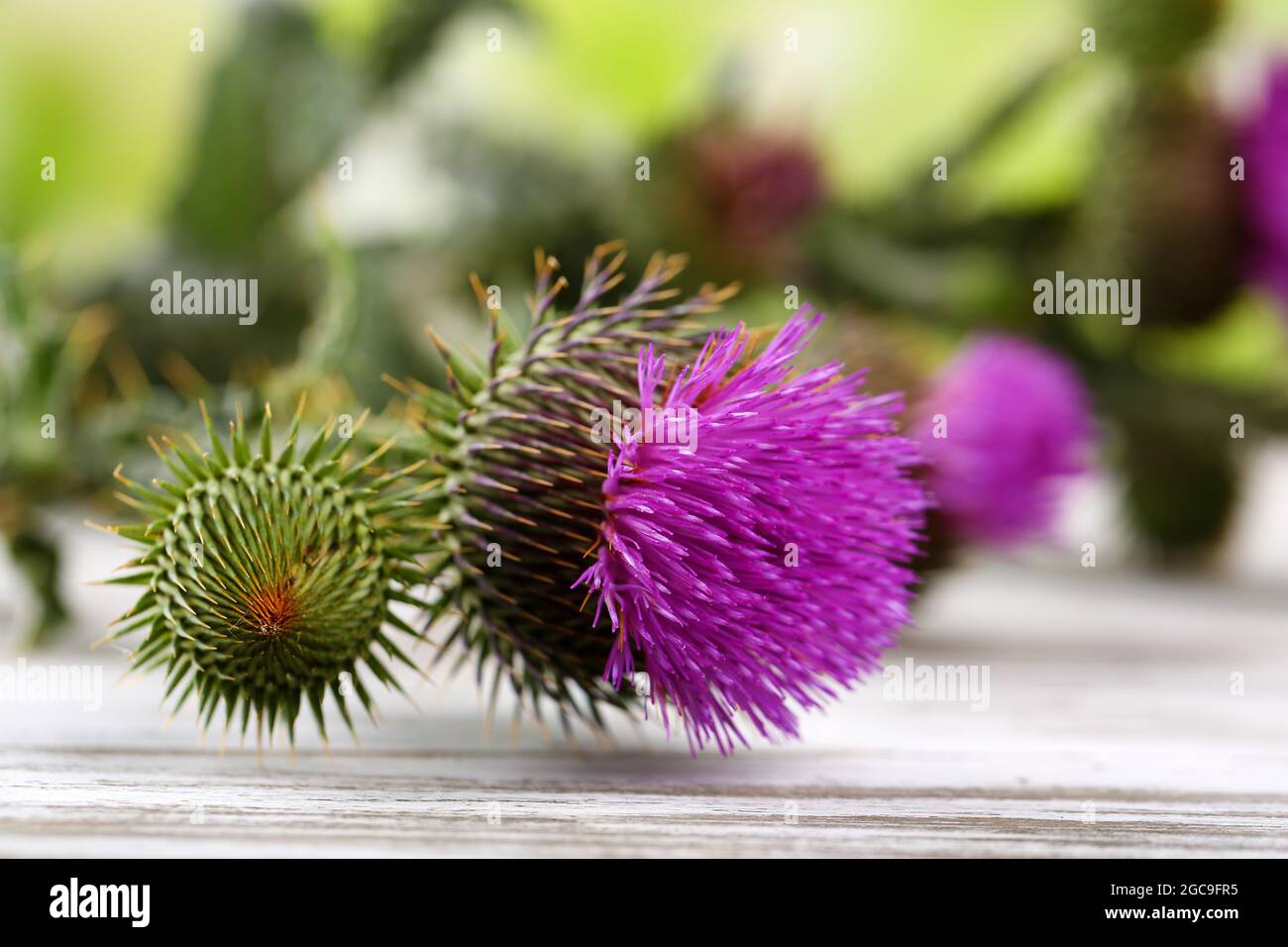 Thistle flowers on nature background Stock Photo - Alamy