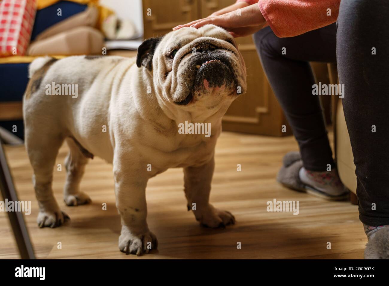 Close up on hands of unknown caucasian woman playing with her dog at ...