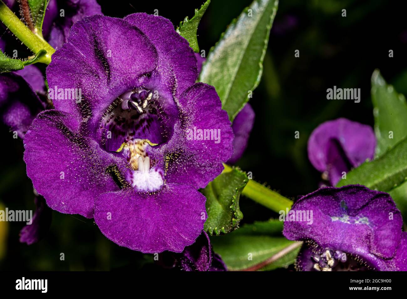 Angelon hi-res stock photography and images - Alamy