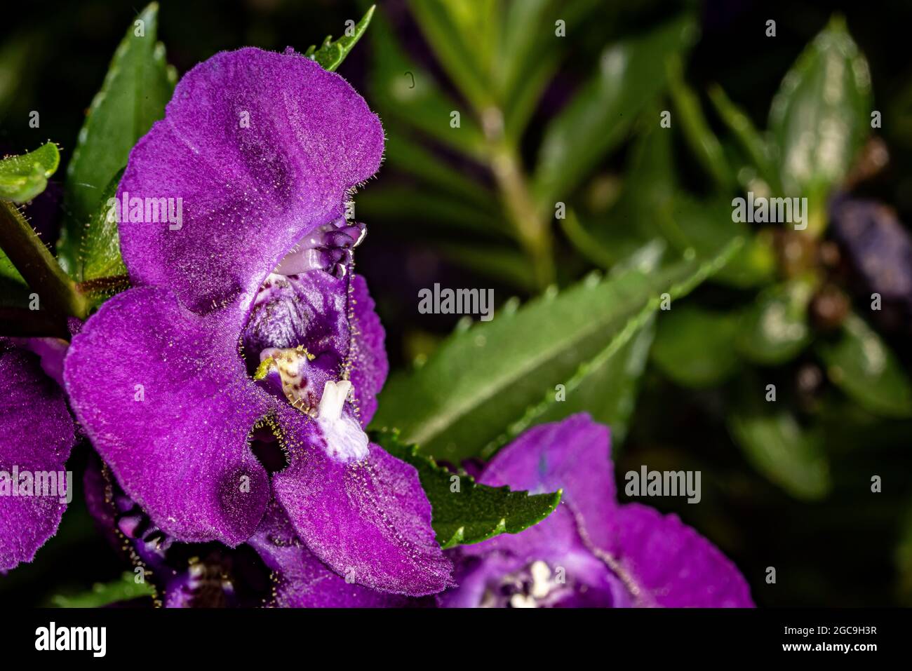 Angelon hi-res stock photography and images - Alamy