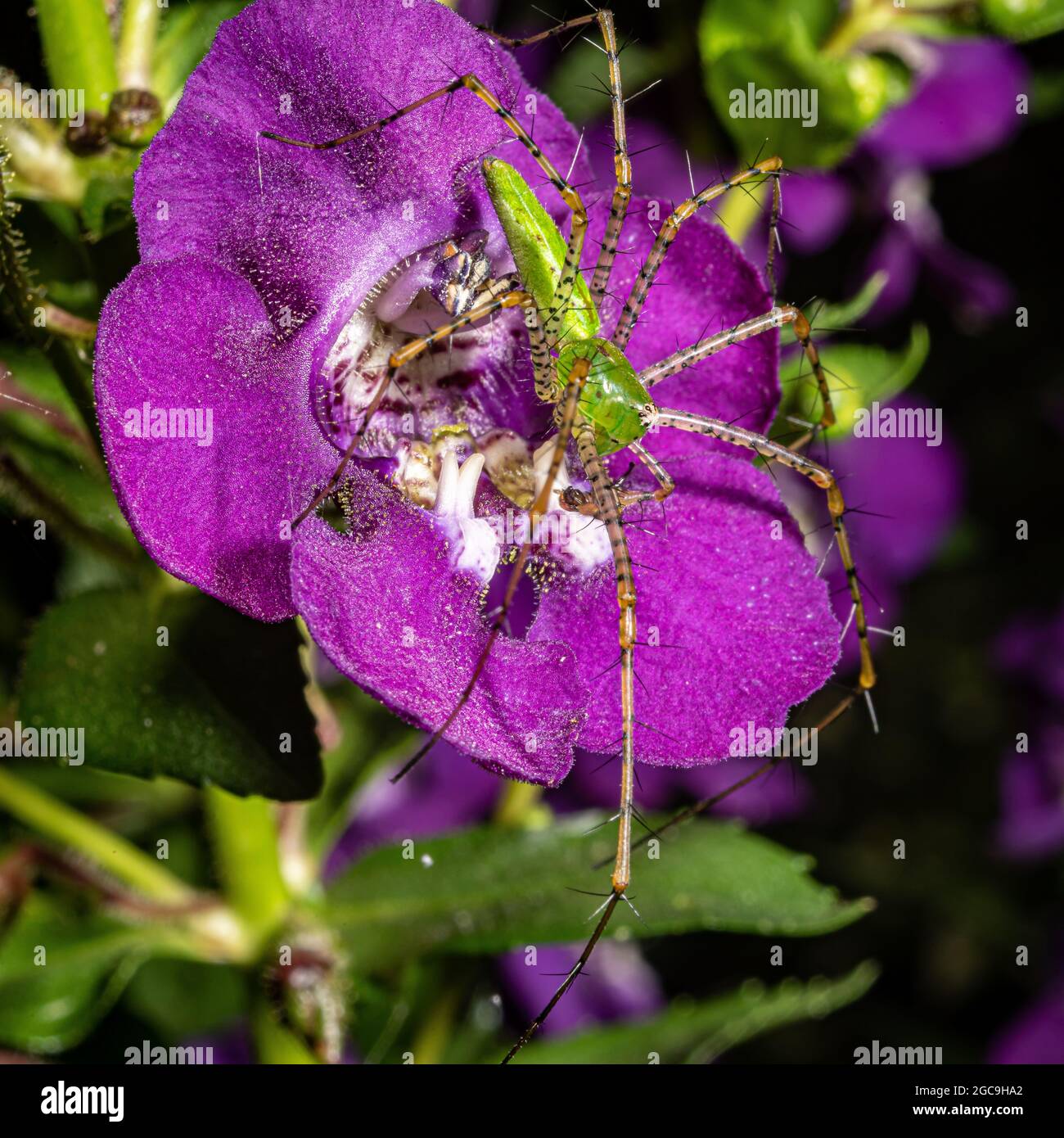 Angelon hi-res stock photography and images - Alamy