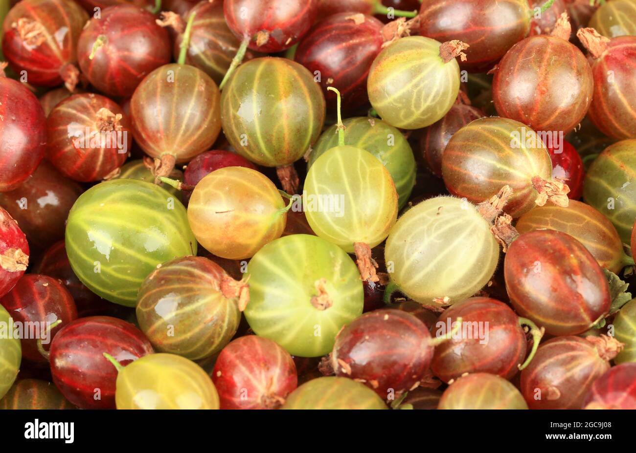 Fresh gooseberries isolated on white Stock Photo - Alamy