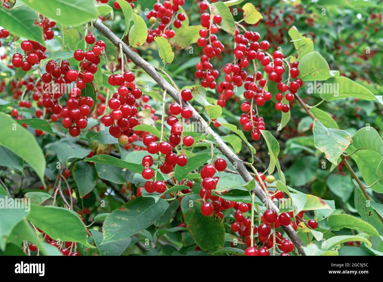 Branch with fruits of red bird cherry. Bird cherry Virginian Stock ...