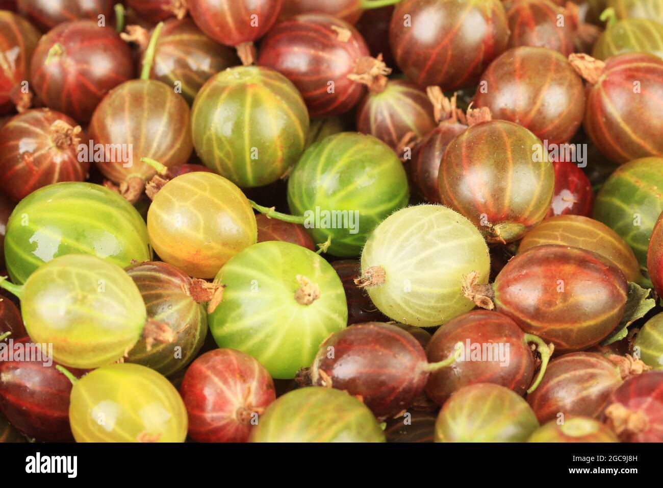 Fresh gooseberries isolated on white Stock Photo - Alamy