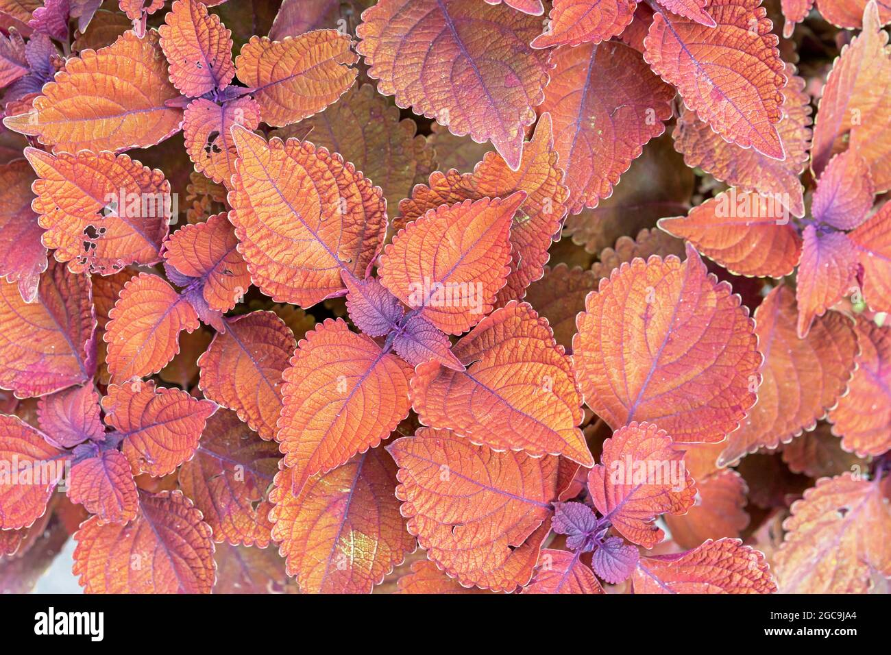 Orange Leaves Coleus Keystone kopper. Background of coleus leaves Stock ...