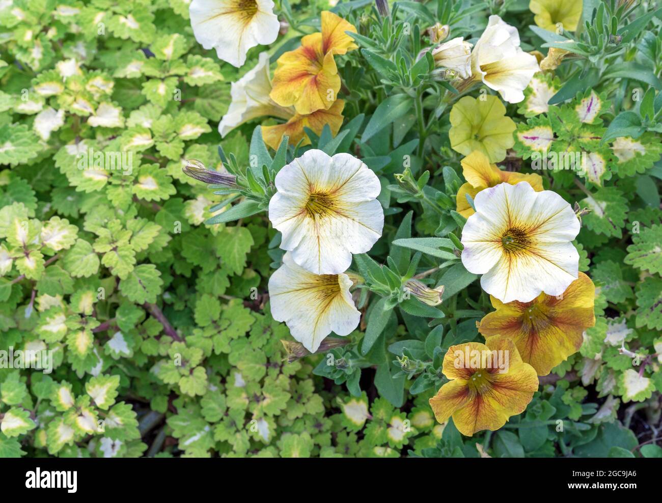 Yellow petunias hi-res stock photography and images - Alamy
