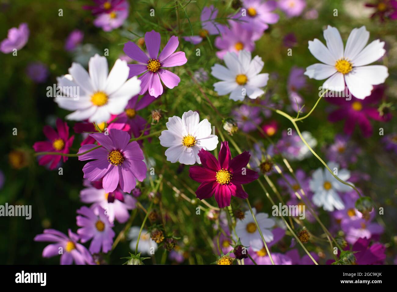 Bright and colorful cosmea flowers on a flower bed on a sunny day Stock ...