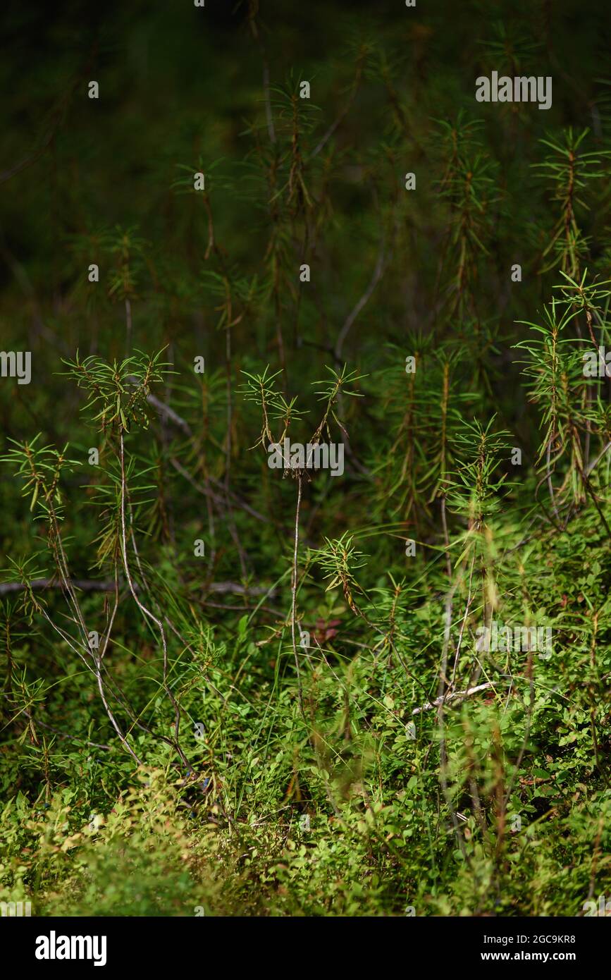 Forest swampy area. Ledum plant close-up Stock Photo - Alamy