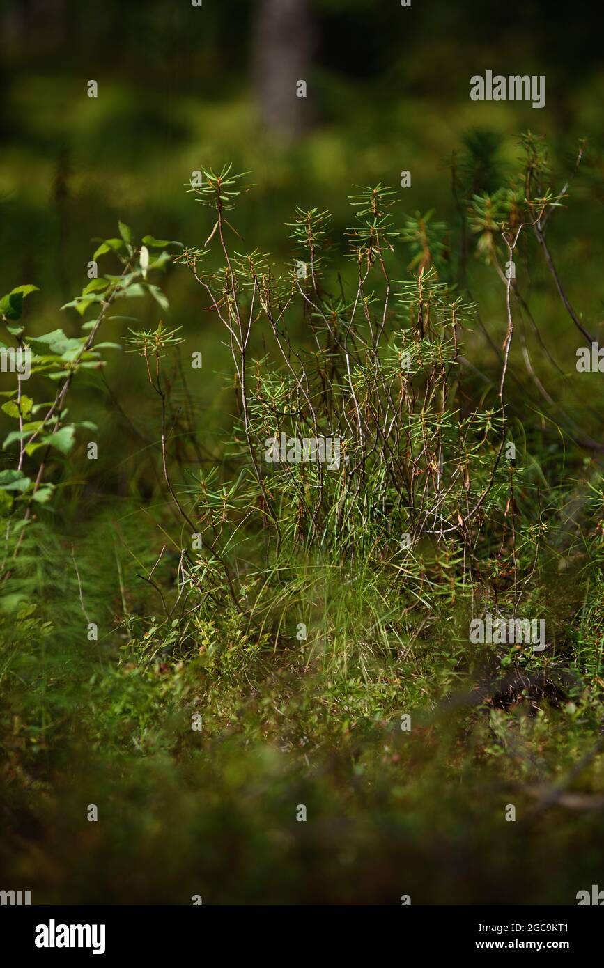 Forest swampy area. Ledum plant close-up Stock Photo - Alamy