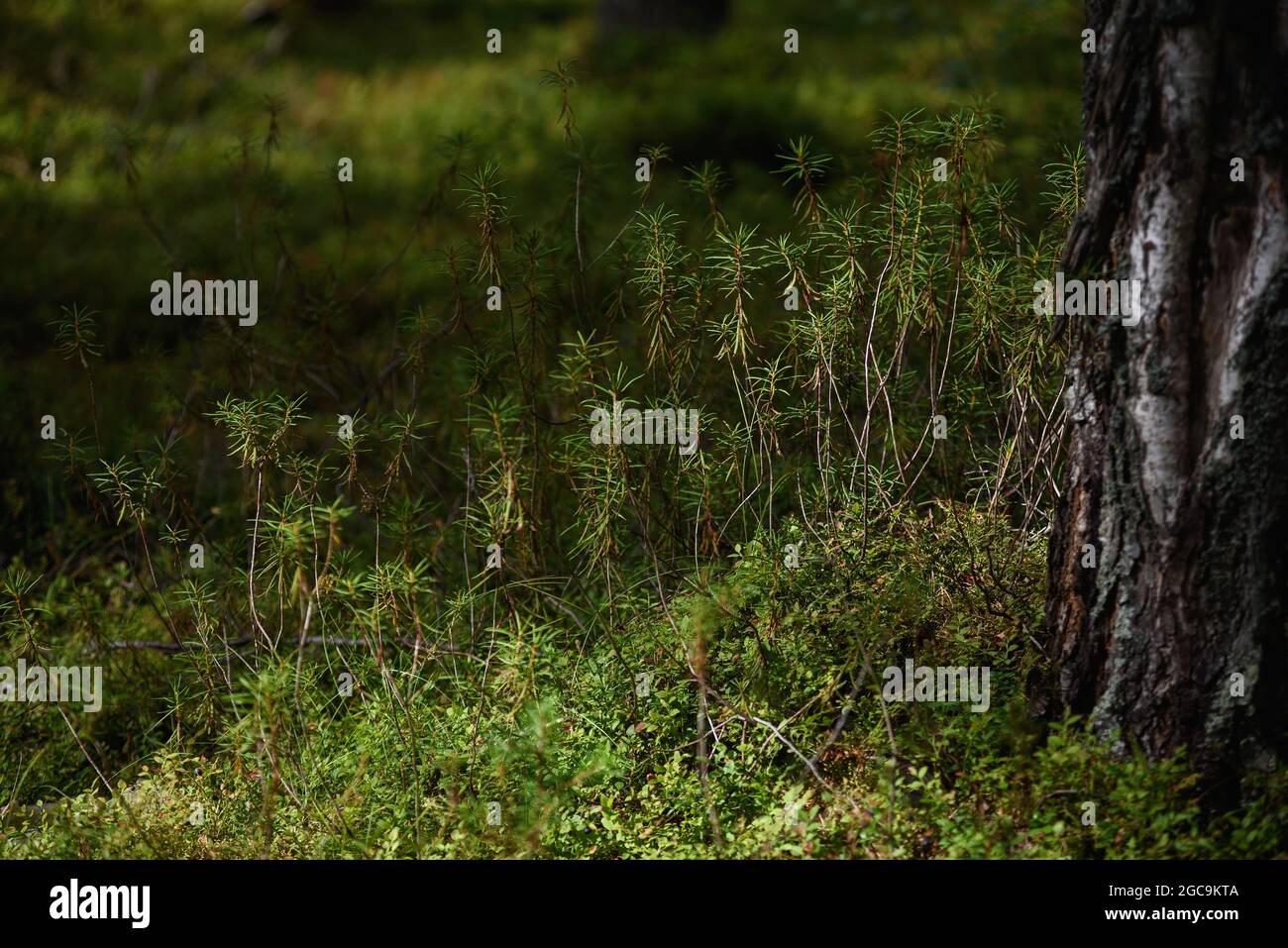 Swamp ledum hi-res stock photography and images - Alamy