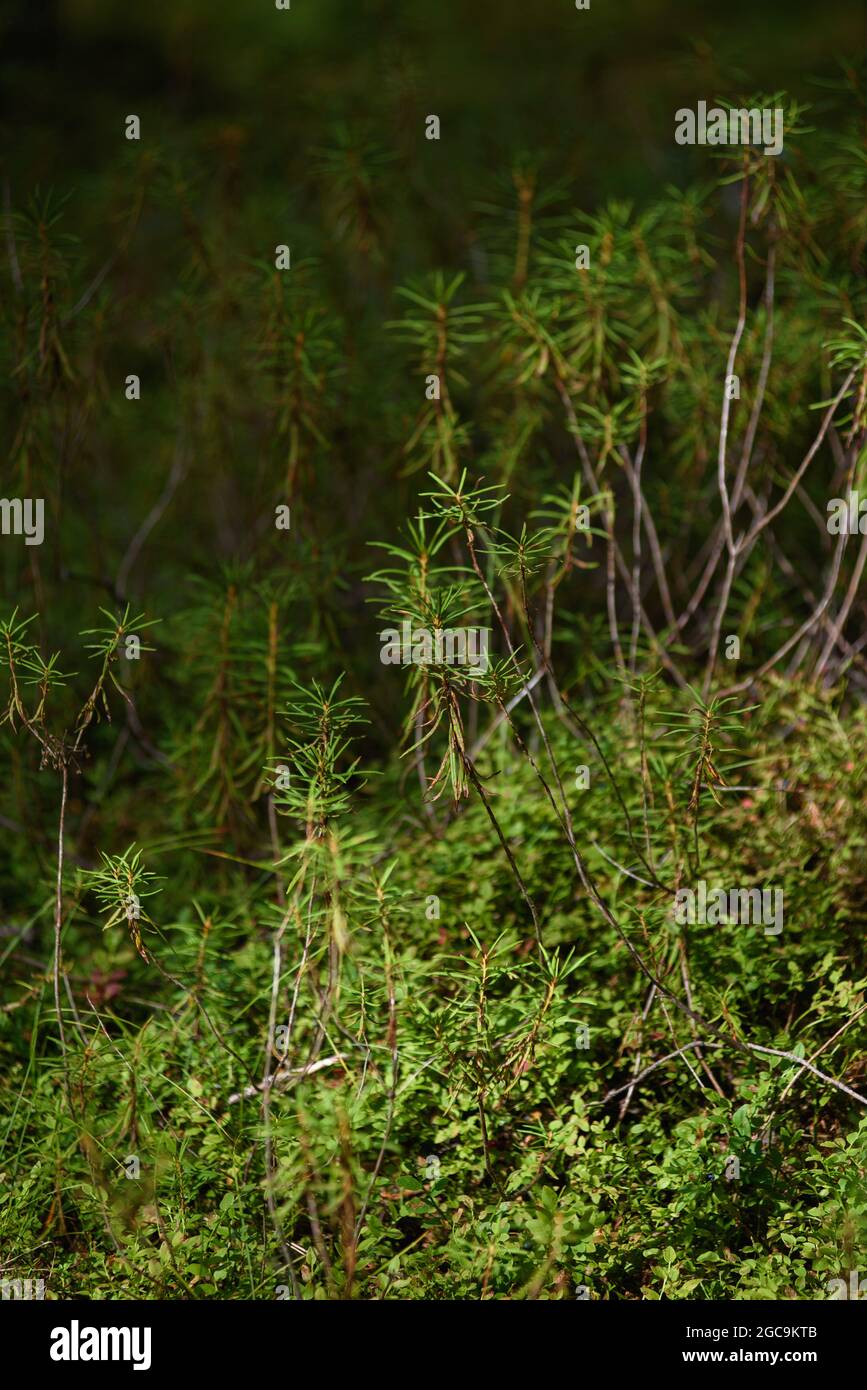 Forest swampy area. Ledum plant close-up Stock Photo - Alamy