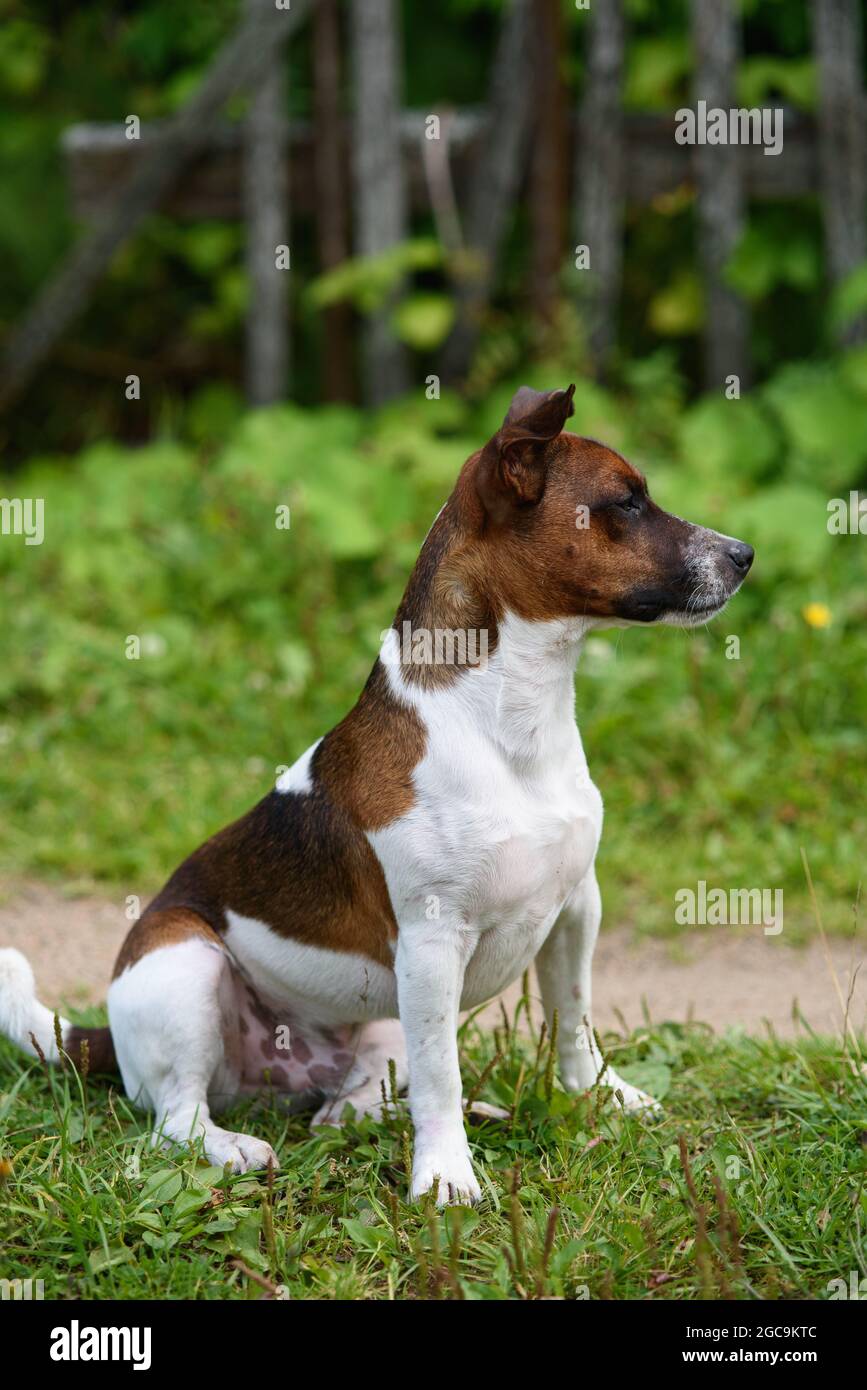 Mini jack russel hi-res stock photography and images - Alamy