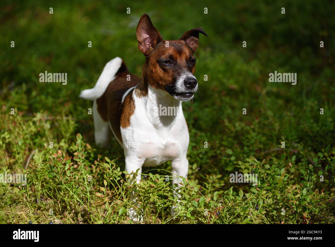 Portrait of a Jack Russell terrier on a walk in the forest Stock Photo ...