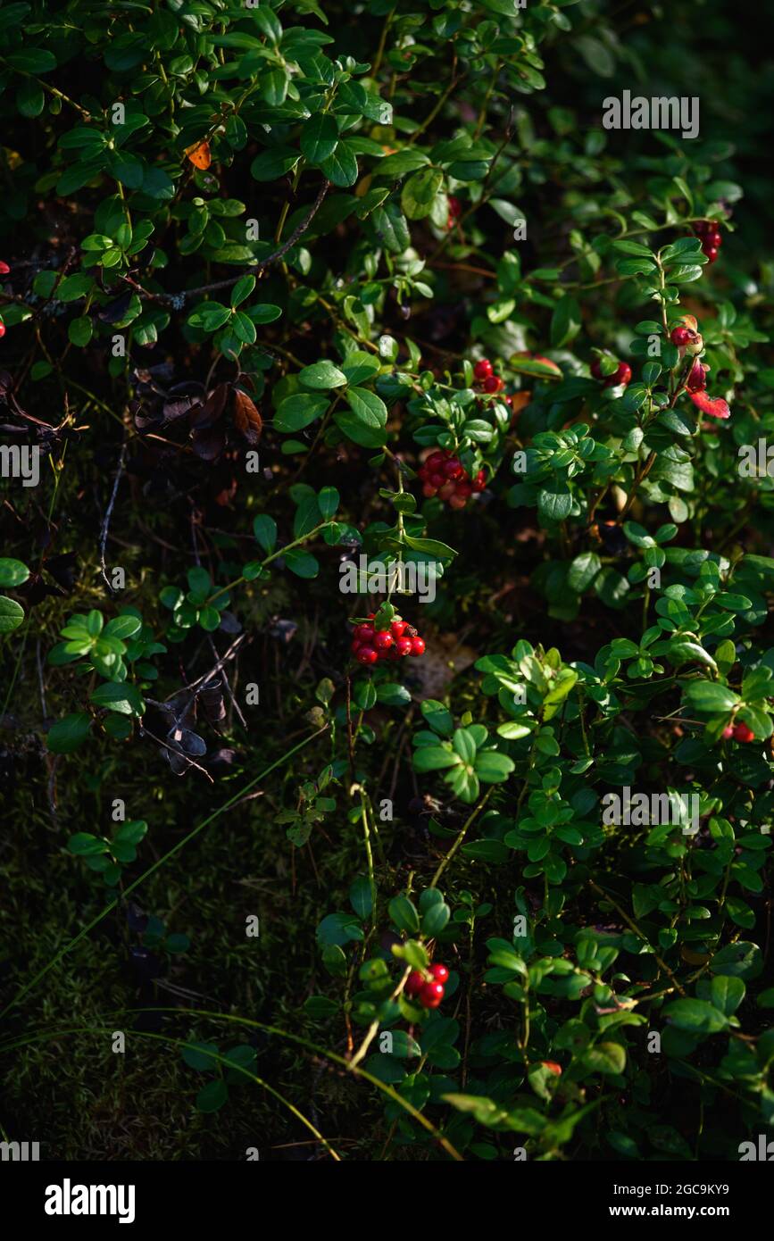 Fruits of the northern cranberry berry close-up in the forest on a bush ...