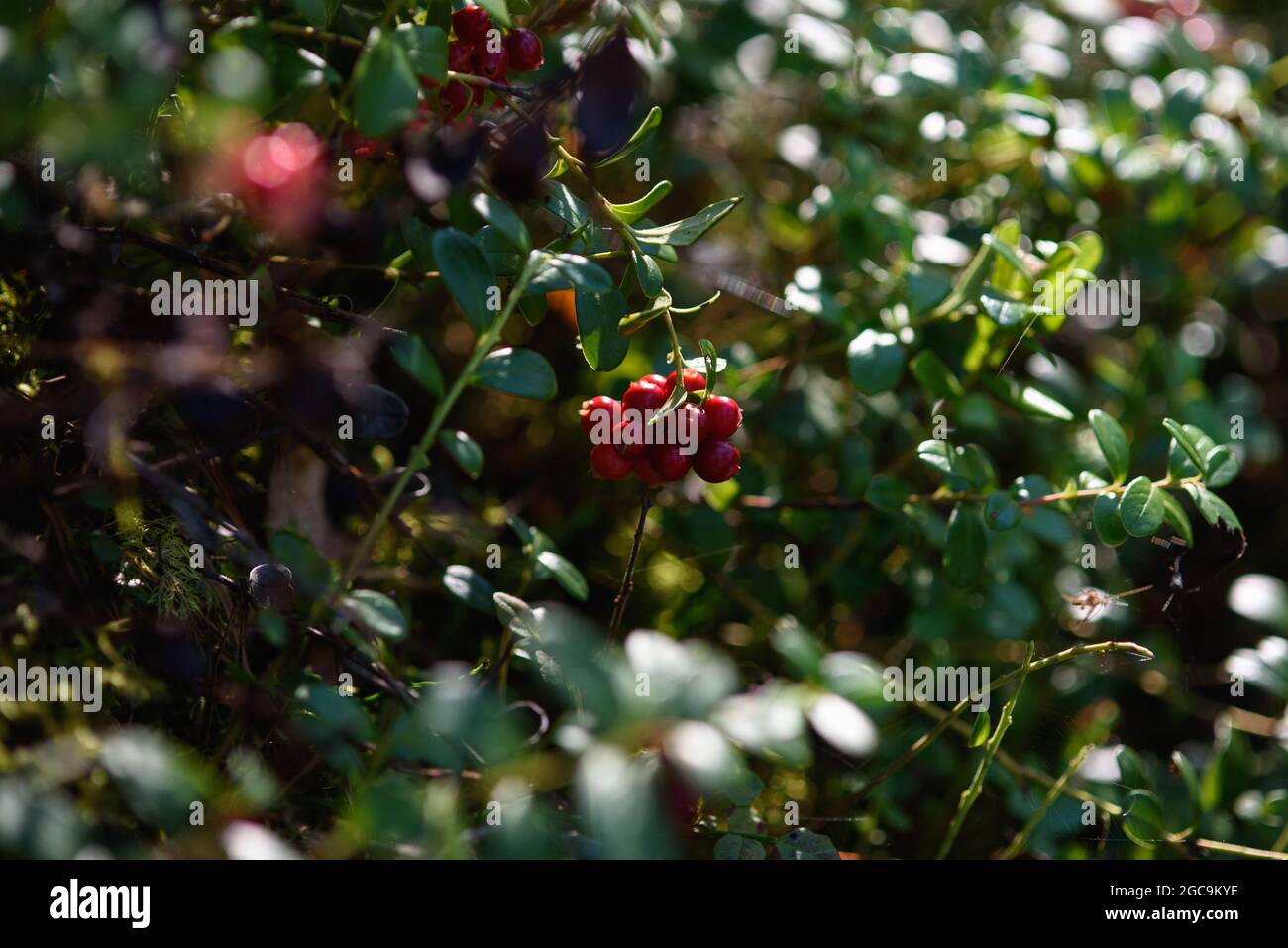 Fruits of the northern cranberry berry close-up in the forest on a bush ...