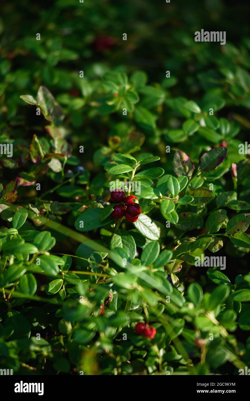 Fruits of the northern cranberry berry close-up in the forest on a bush ...