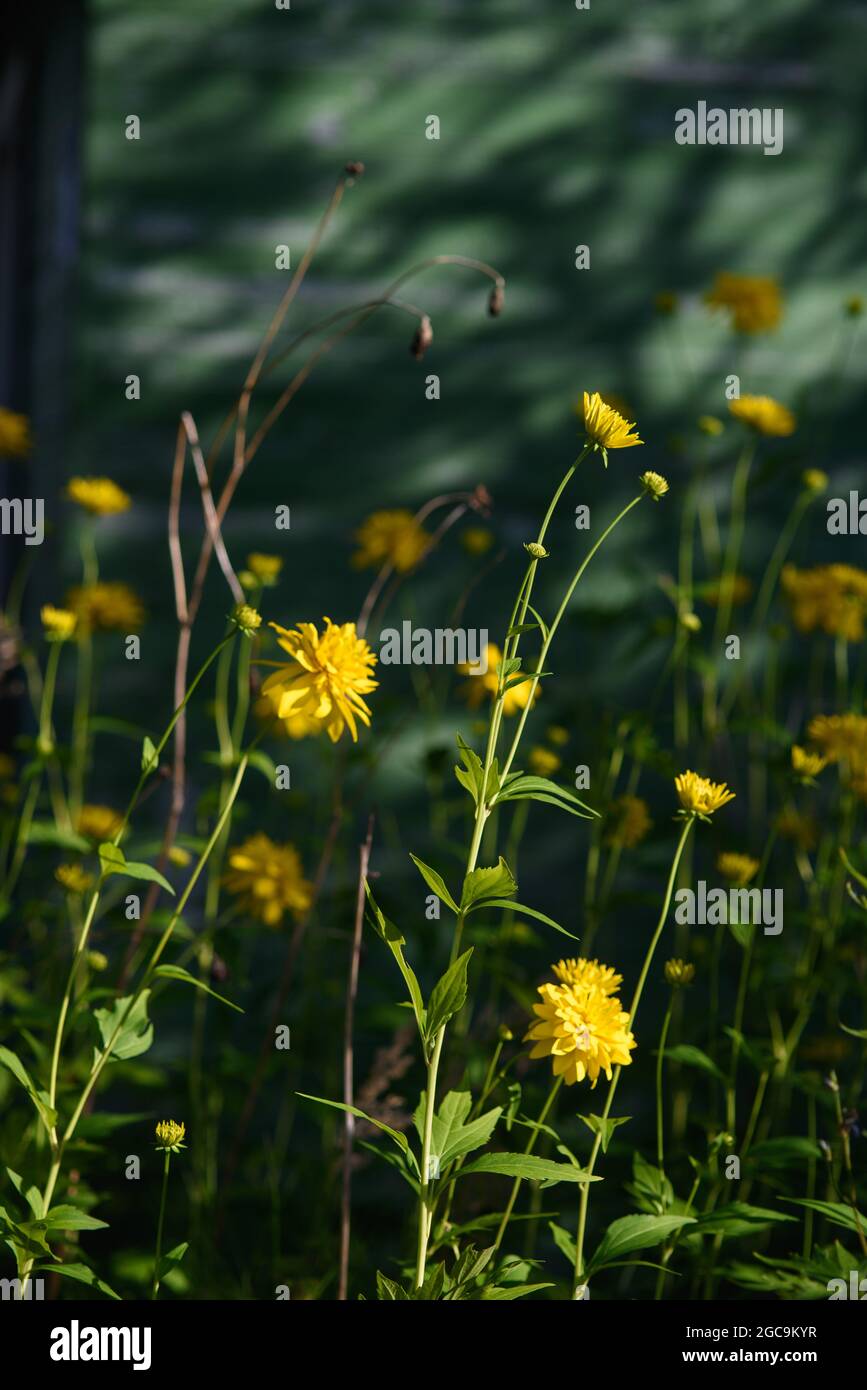 The plant of a golden ball on the background of a wooden wall Stock ...
