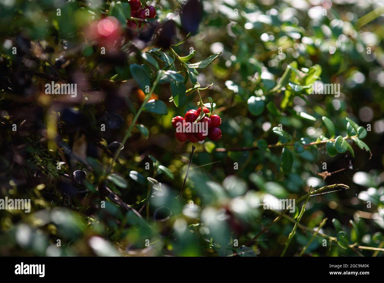 Fruits of the northern cranberry berry close-up in the forest on a bush ...