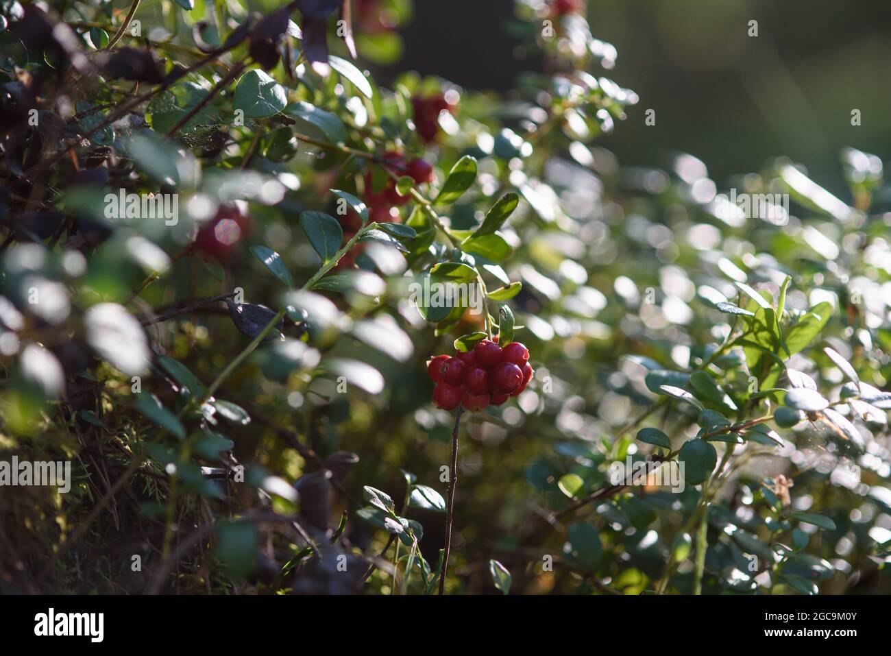 Fruits of the northern cranberry berry close-up in the forest on a bush ...