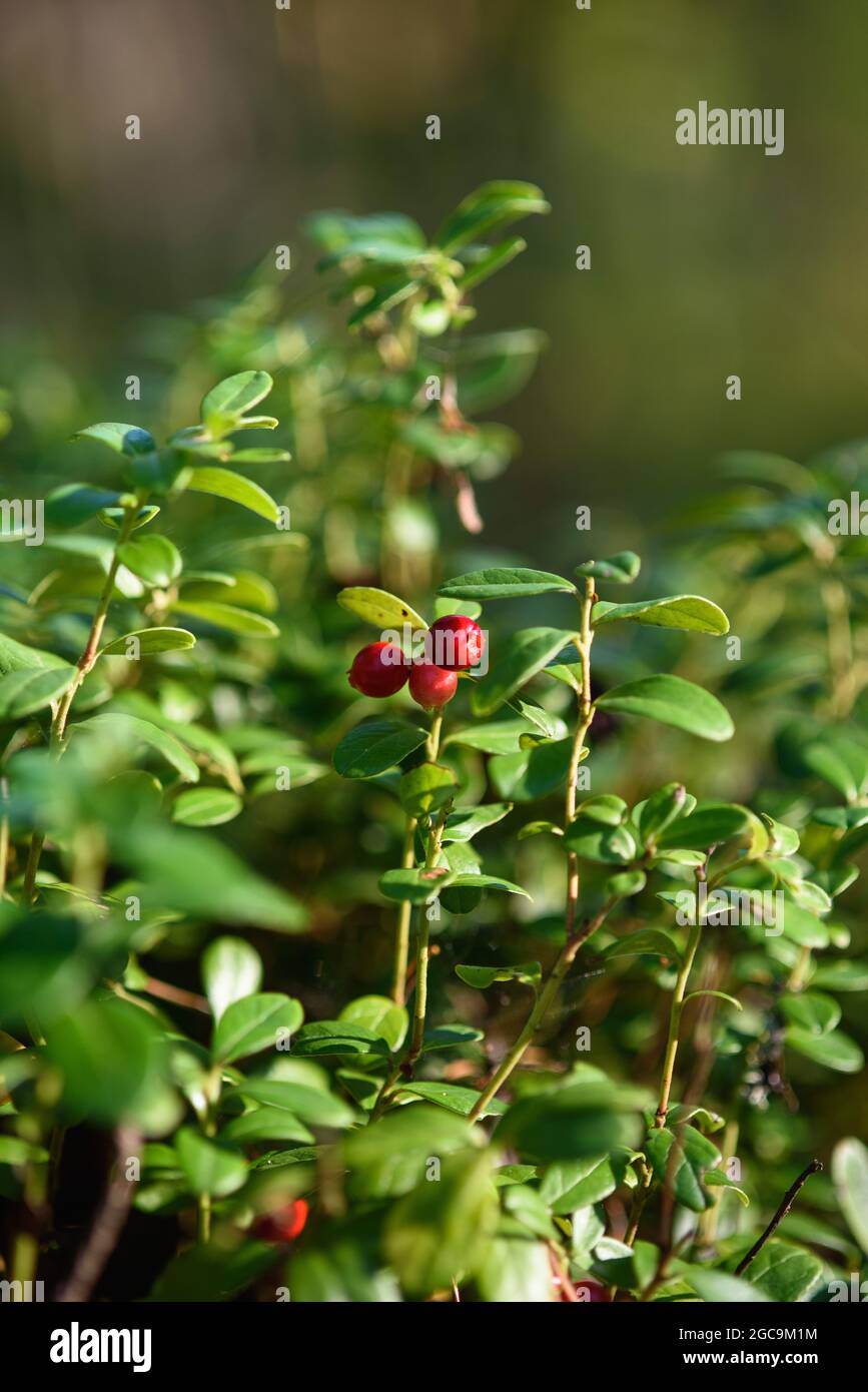Fruits of the northern cranberry berry close-up in the forest on a bush ...