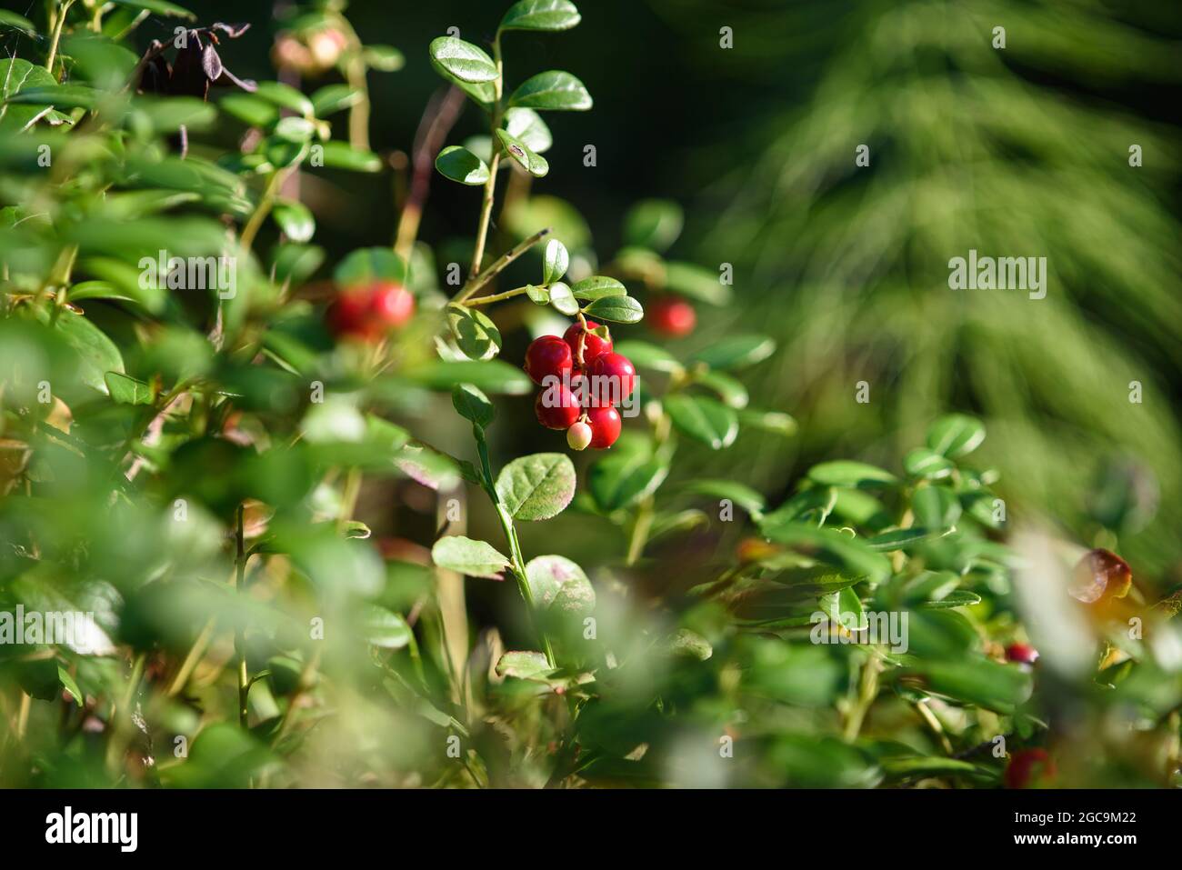 Fruits of the northern cranberry berry close-up in the forest on a bush ...
