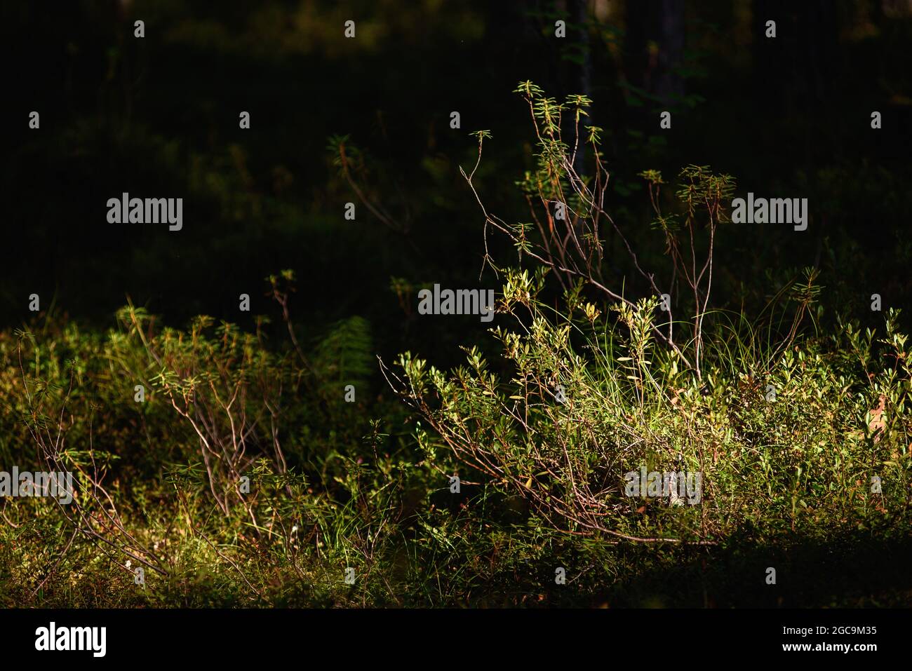Forest swampy area. Ledum plant close-up Stock Photo - Alamy