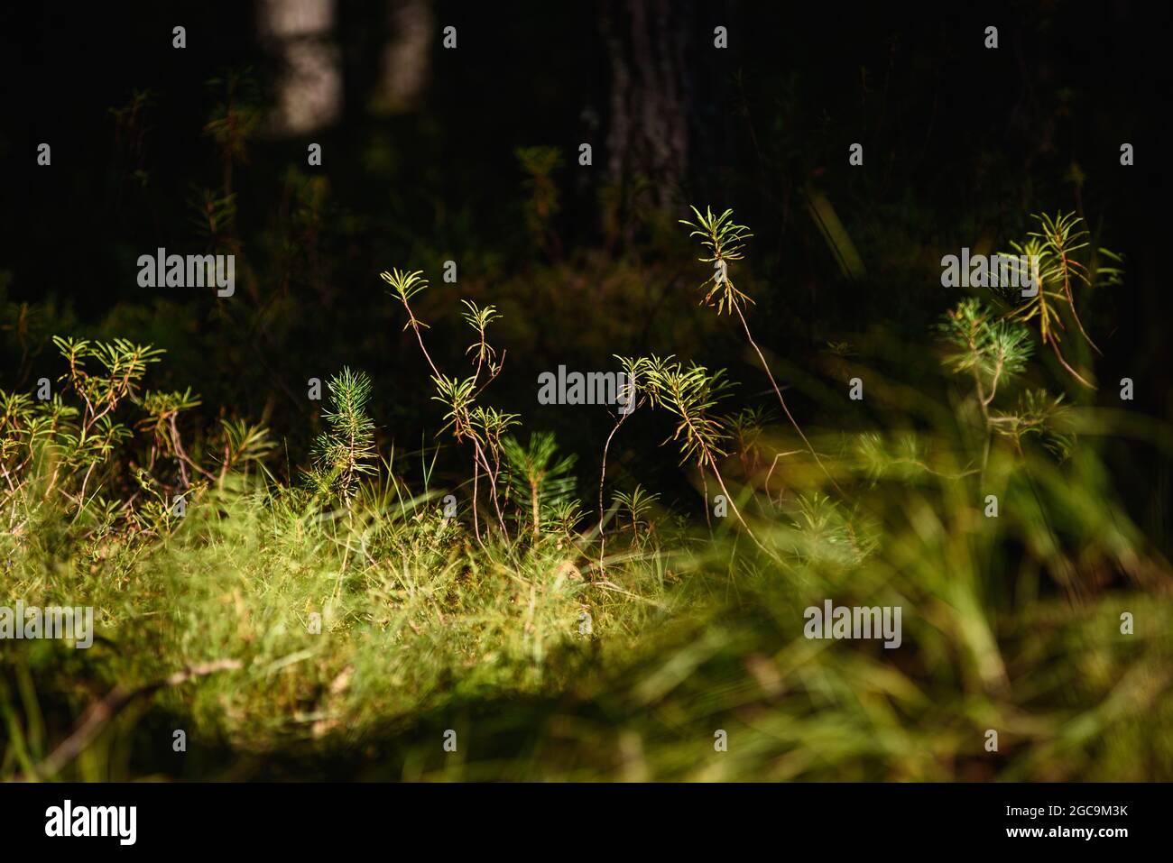 Forest swampy area. Ledum plant close-up Stock Photo - Alamy