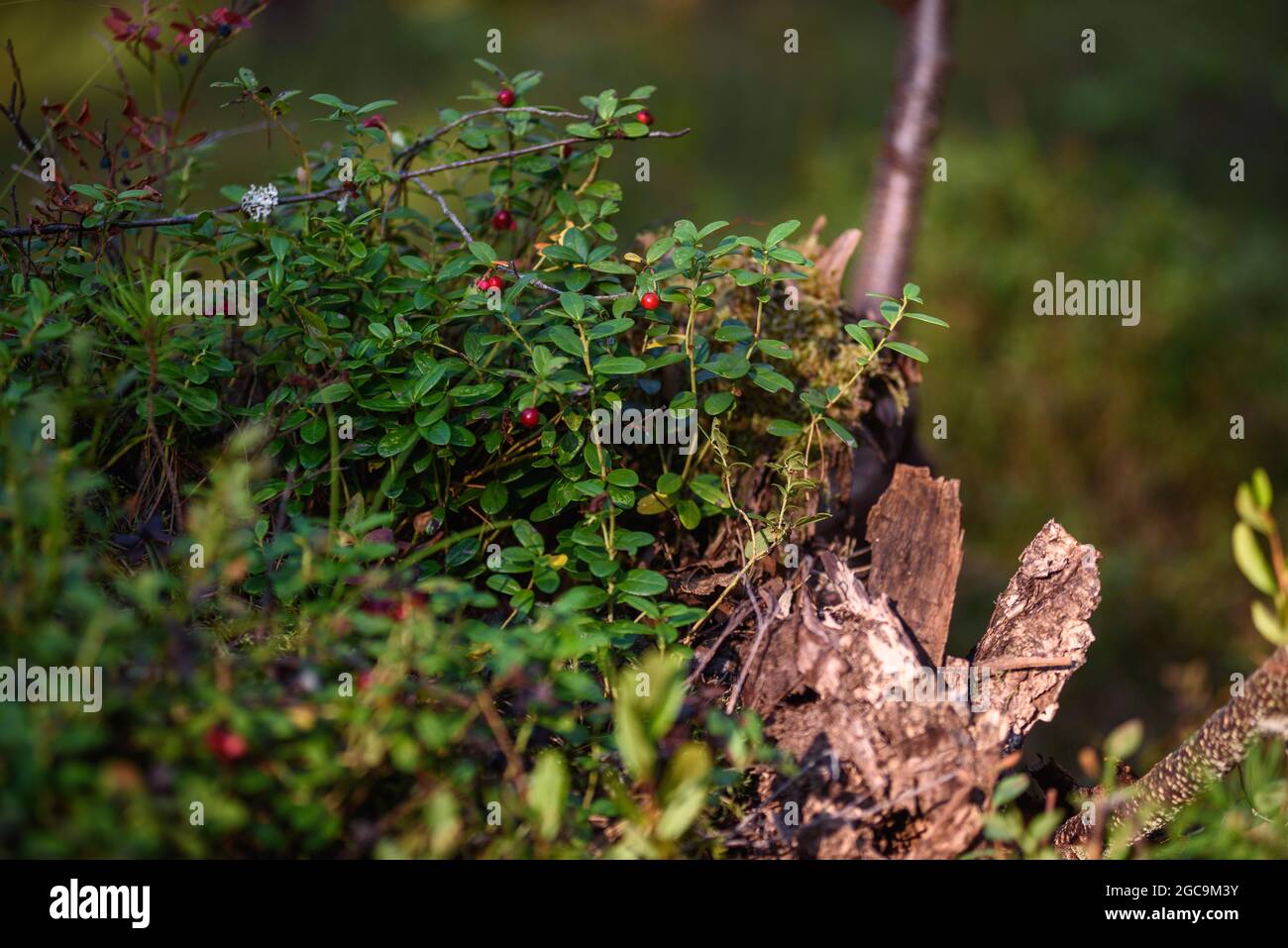 Fruits of the northern cranberry berry close-up in the forest on a bush ...