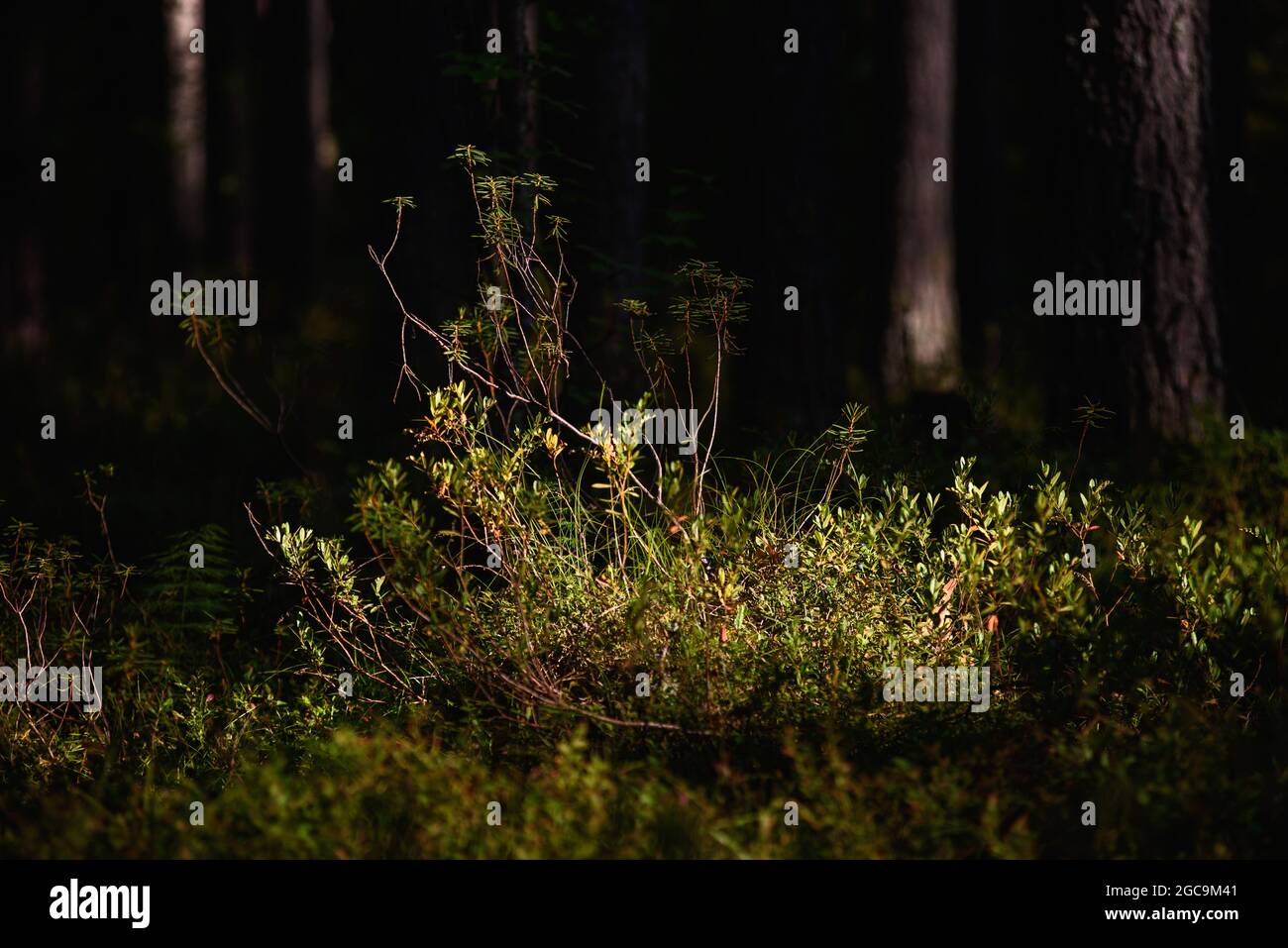 Swamp ledum hi-res stock photography and images - Alamy