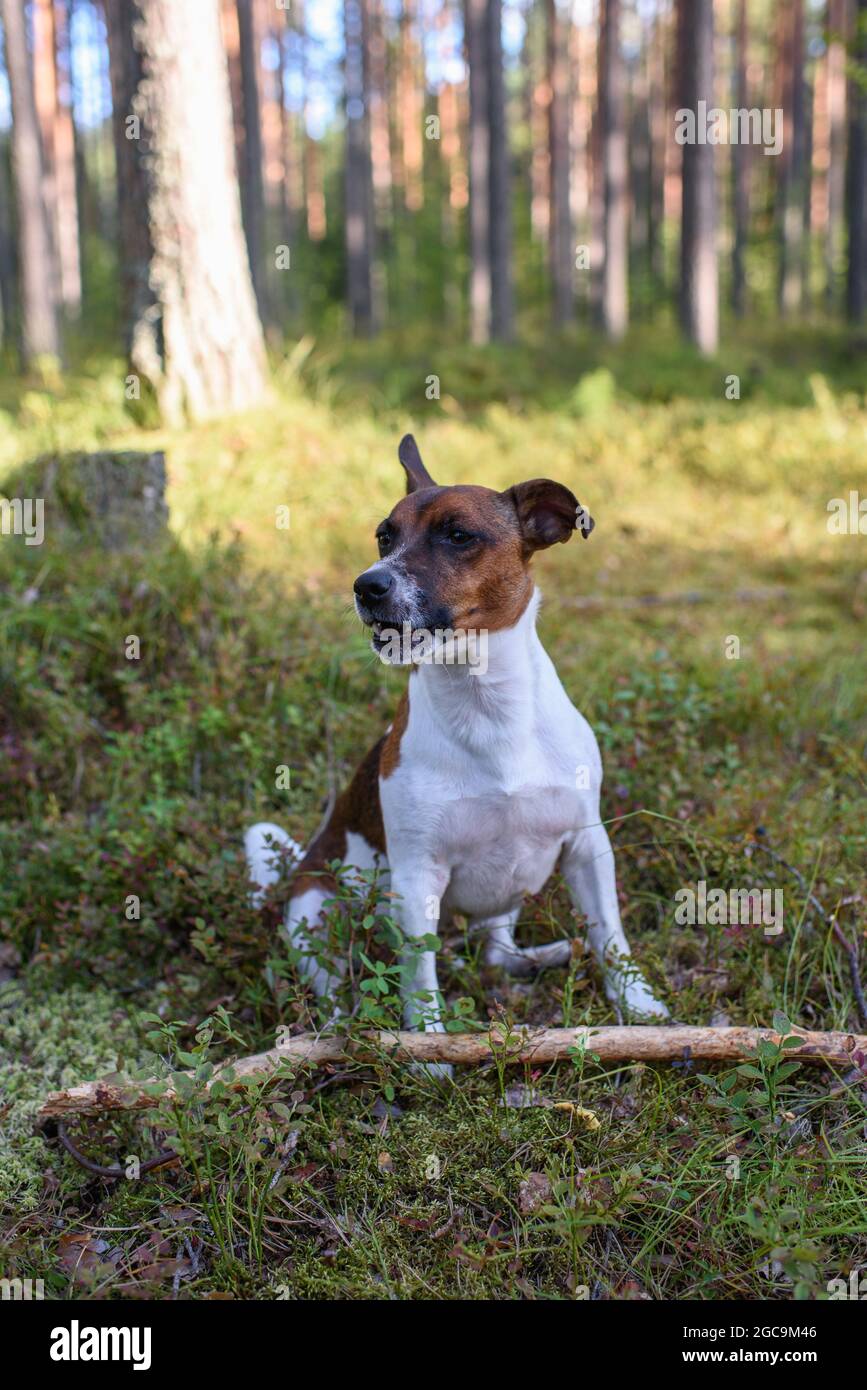 Portrait of a Jack Russell terrier on a walk in the forest Stock Photo ...