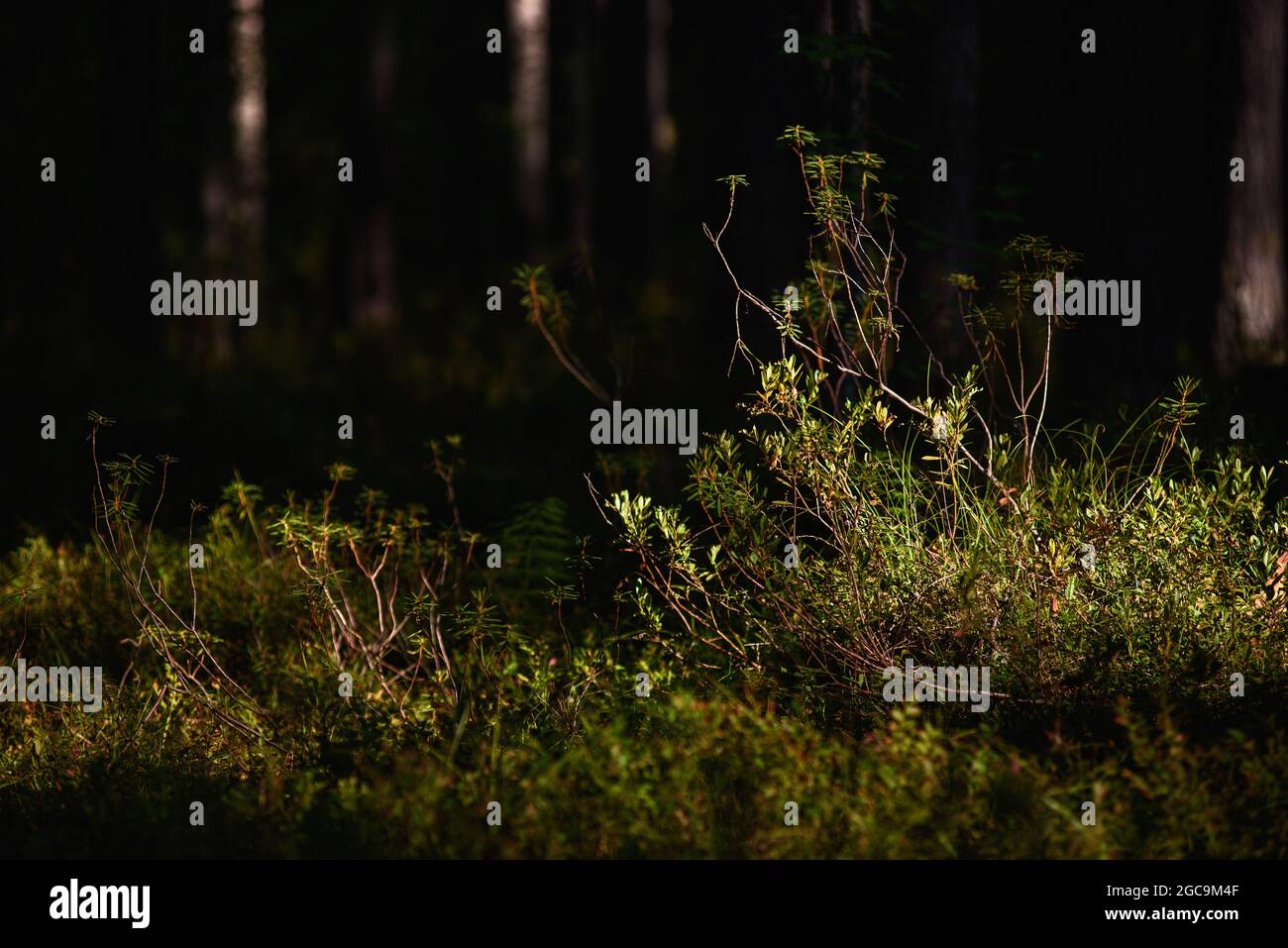 Forest swampy area. Ledum plant close-up Stock Photo - Alamy