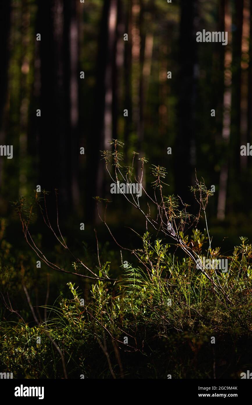 Swamp ledum hi-res stock photography and images - Alamy