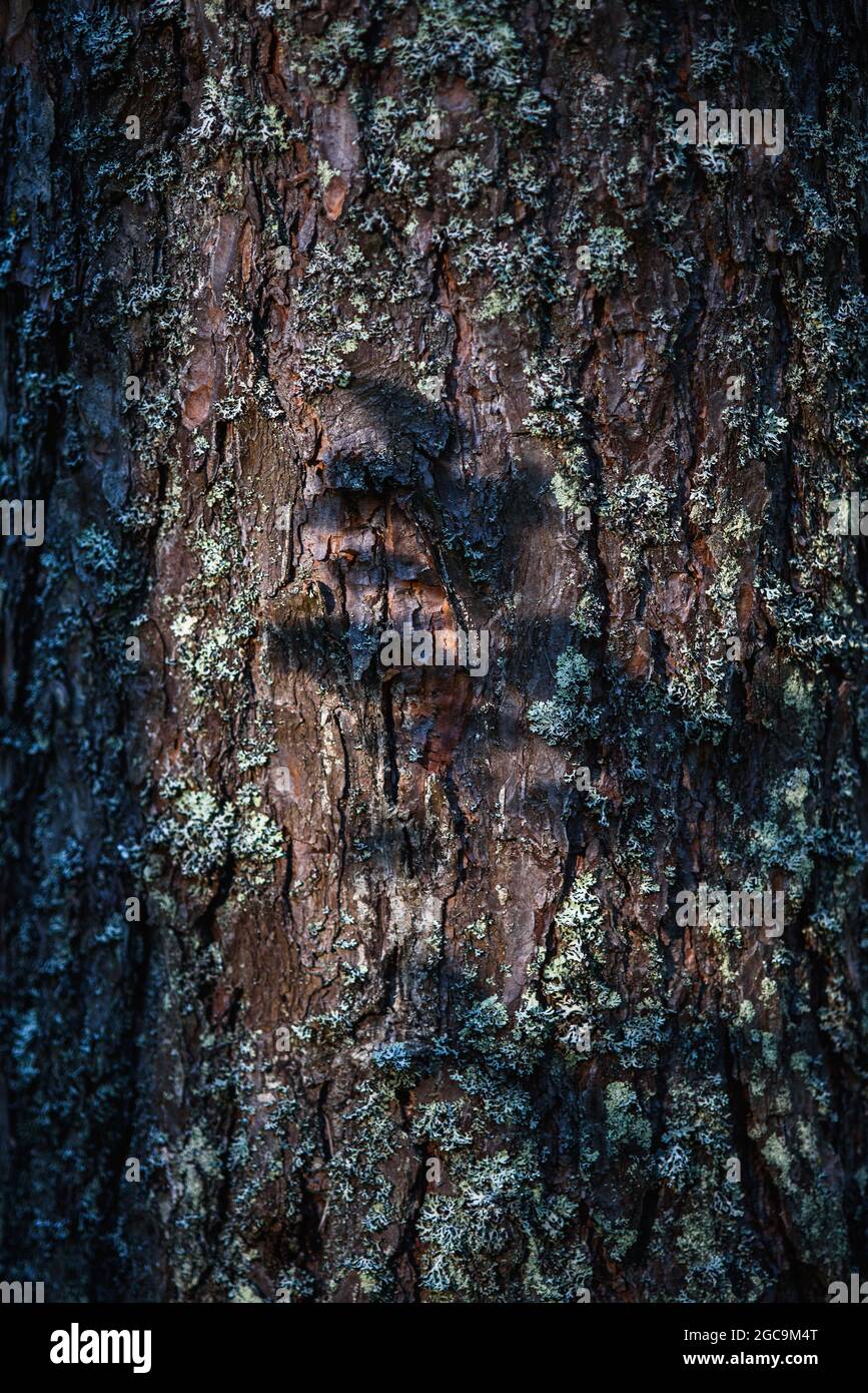 The shadow of a deciduous tree on the mountain of a pine trunk ...