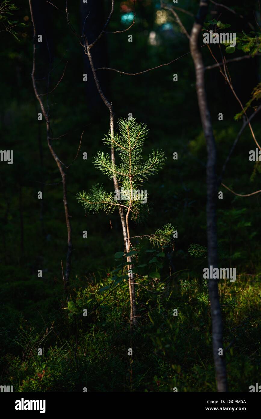 Small pine sprout hi-res stock photography and images - Alamy