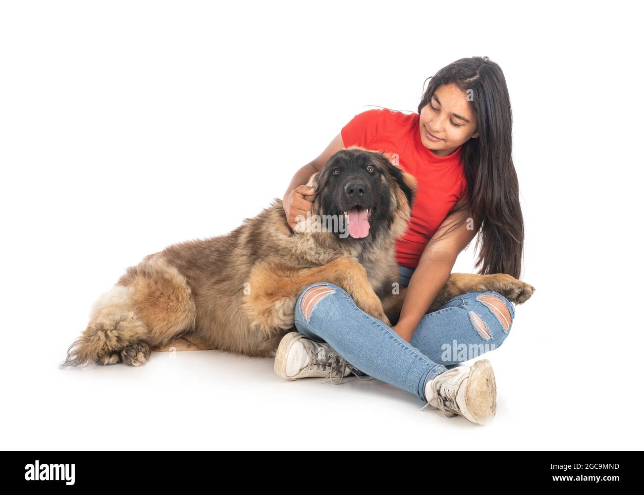 young Leonberger and woman in front of white background Stock Photo - Alamy