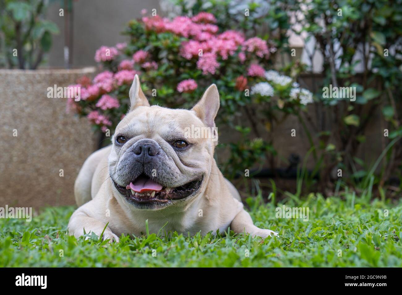 Cute cream French Bulldog lying outdoor Stock Photo - Alamy
